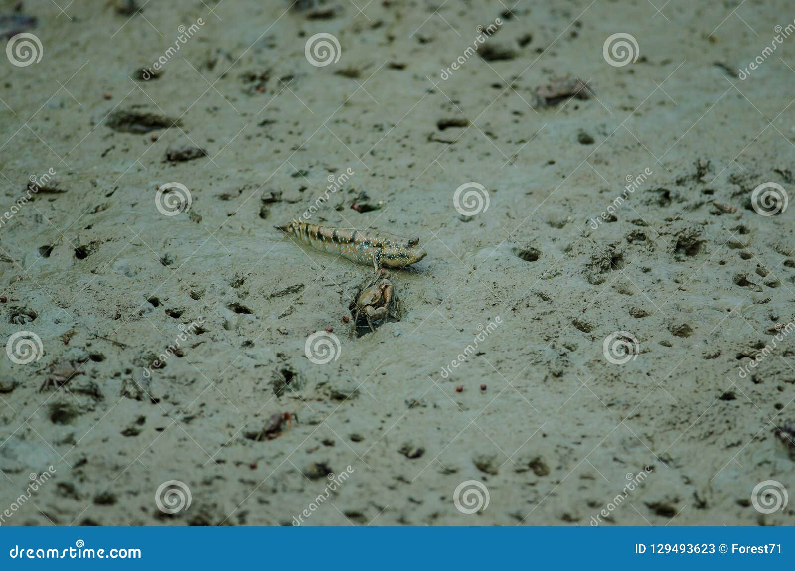 Blue Spotted Mudskipper Fish on Open Mudflat Stock Image - Image of ...