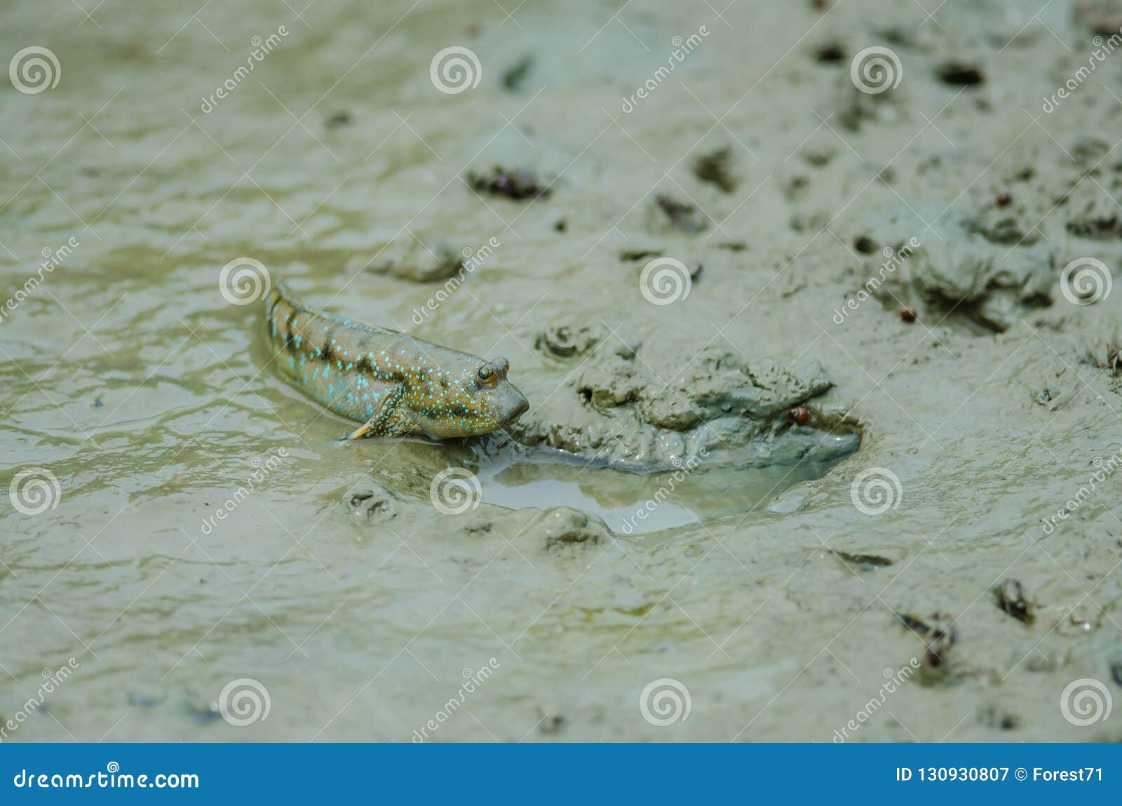 Blue Spotted Mudskipper Fish on Open Mudflat Stock Image - Image of ...