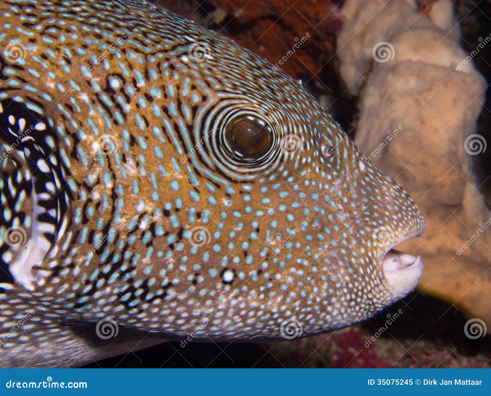 Blue spotted puffer stock image. Image of closeup, nature - 35075245