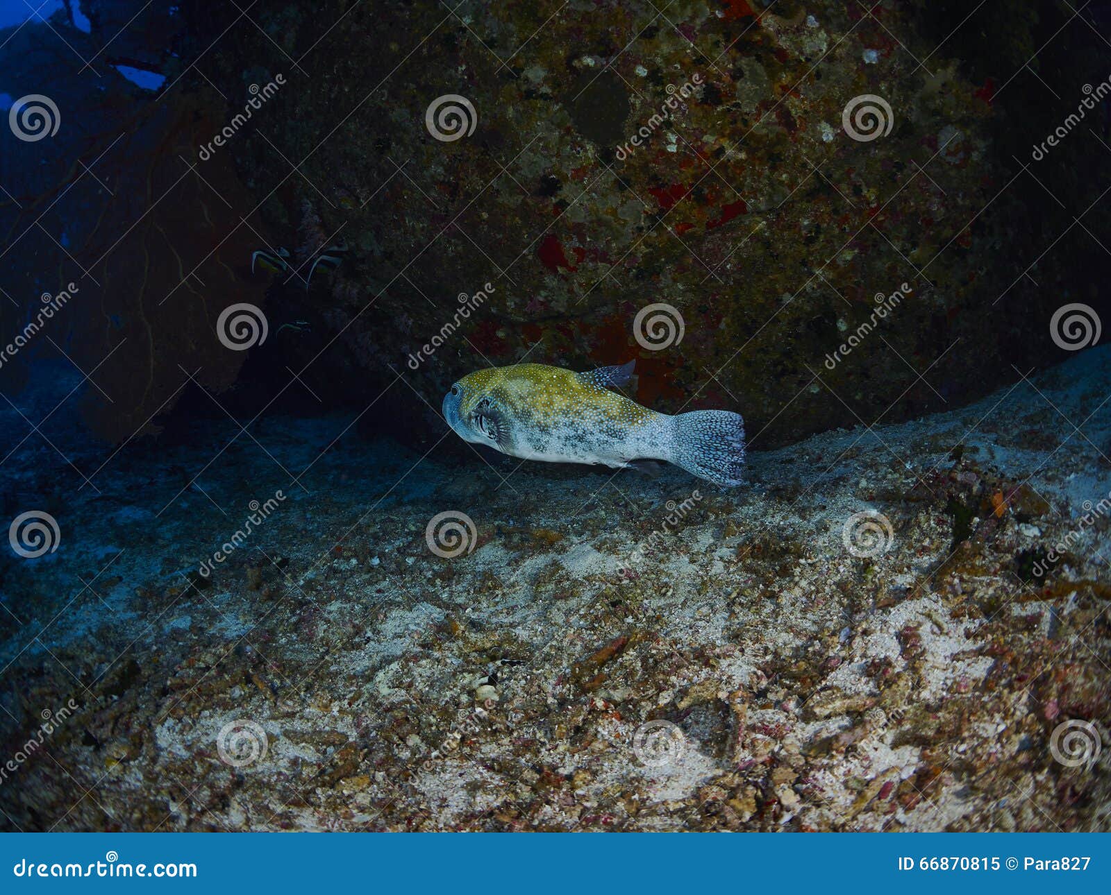 Blue-Spotted Puffer stock image. Image of bali, soft - 66870815