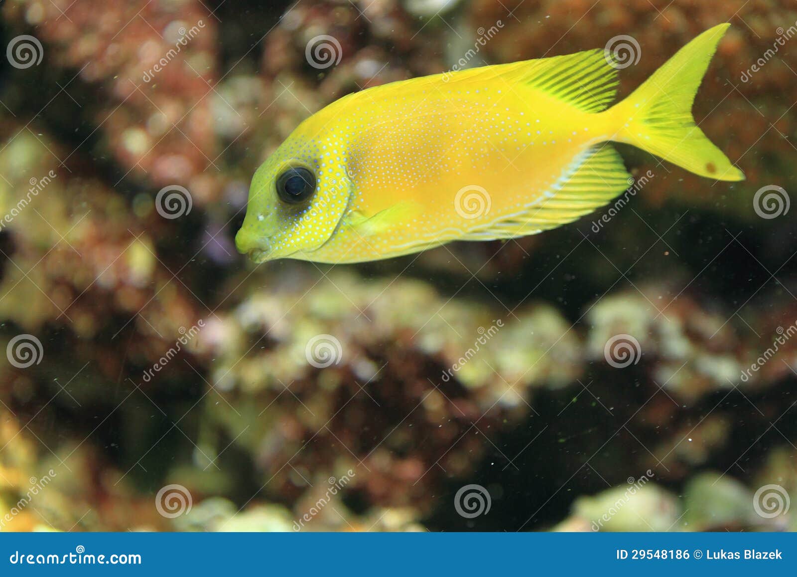 Blue-spotted rabbitfish stock photo. Image of spinefoot - 29548186