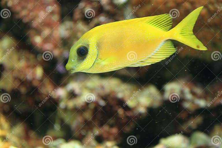 Blue-spotted rabbitfish stock photo. Image of spinefoot - 29548186