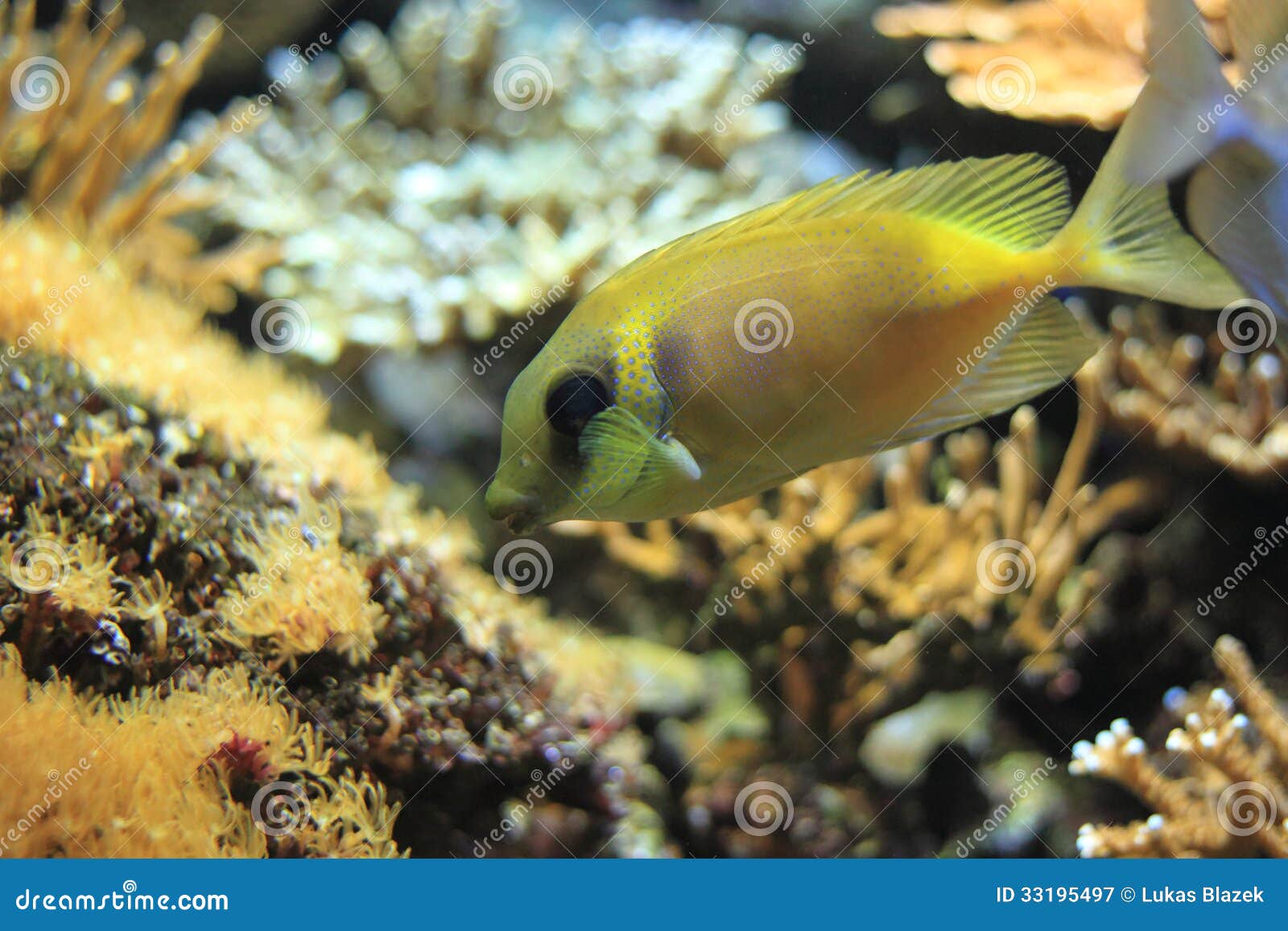 Blue-spotted rabbitfish stock image. Image of animal - 33195497