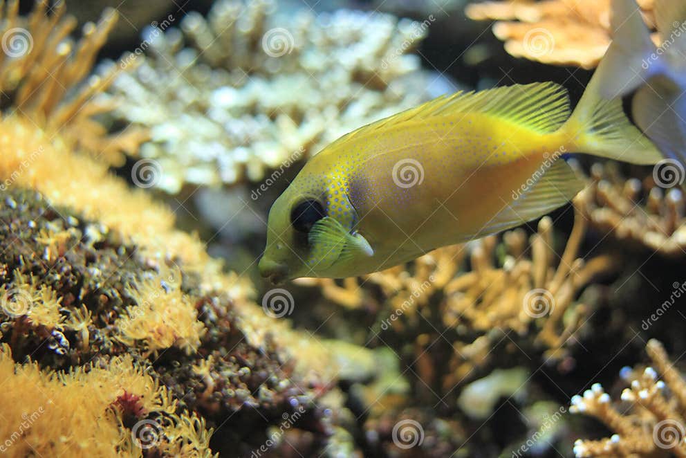 Blue-spotted rabbitfish stock image. Image of marine - 33195497