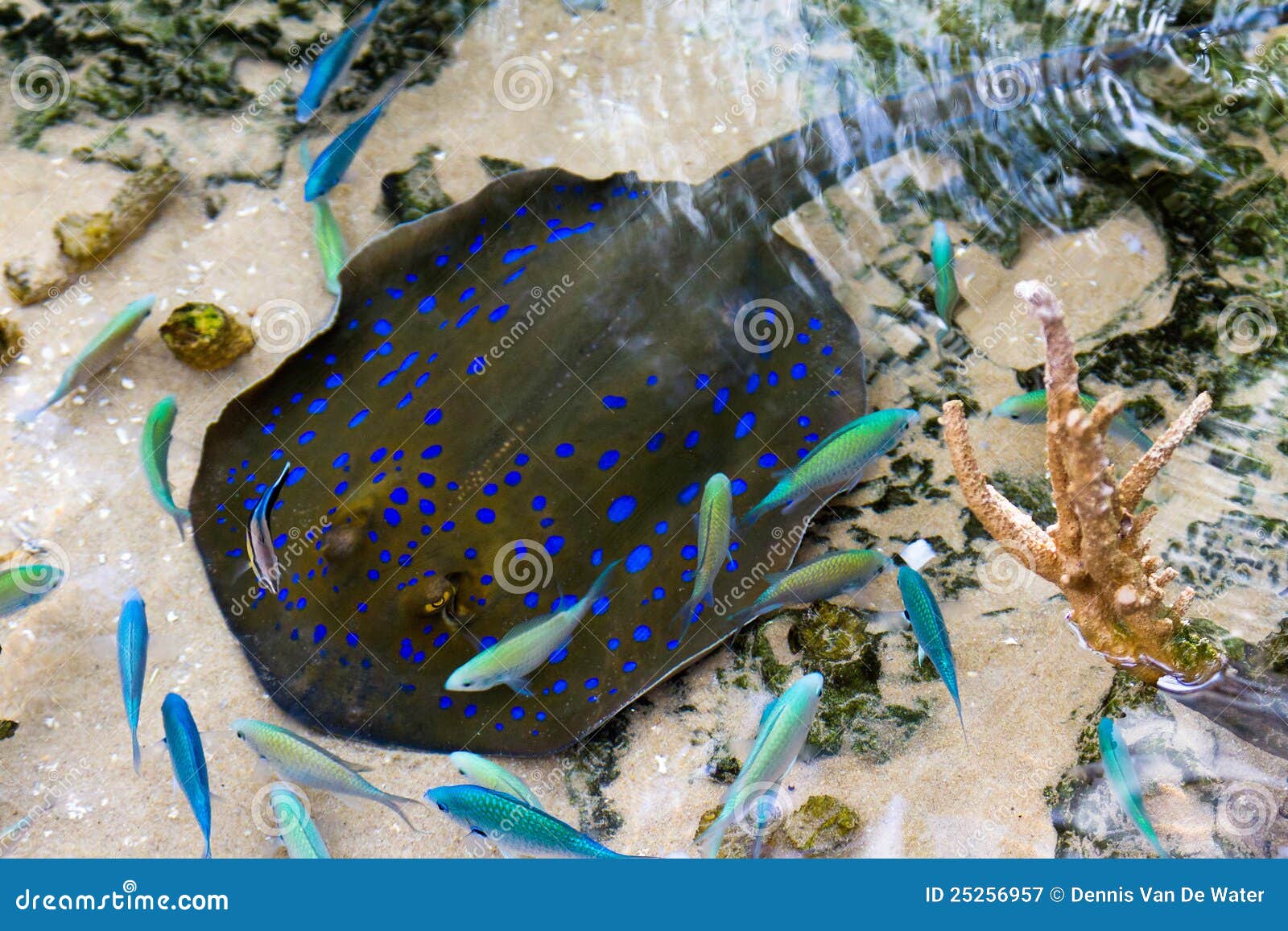 Blue spotted ray stock image. Image of life, tropical - 25256957