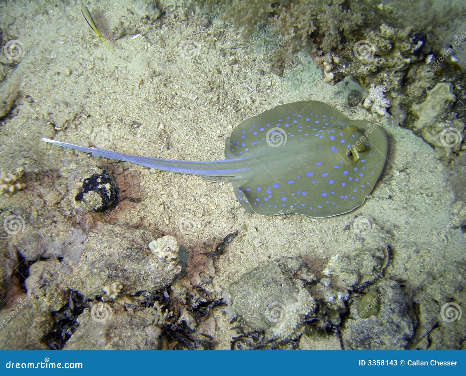 Blue Spotted Ray Picture. Image: 3358143