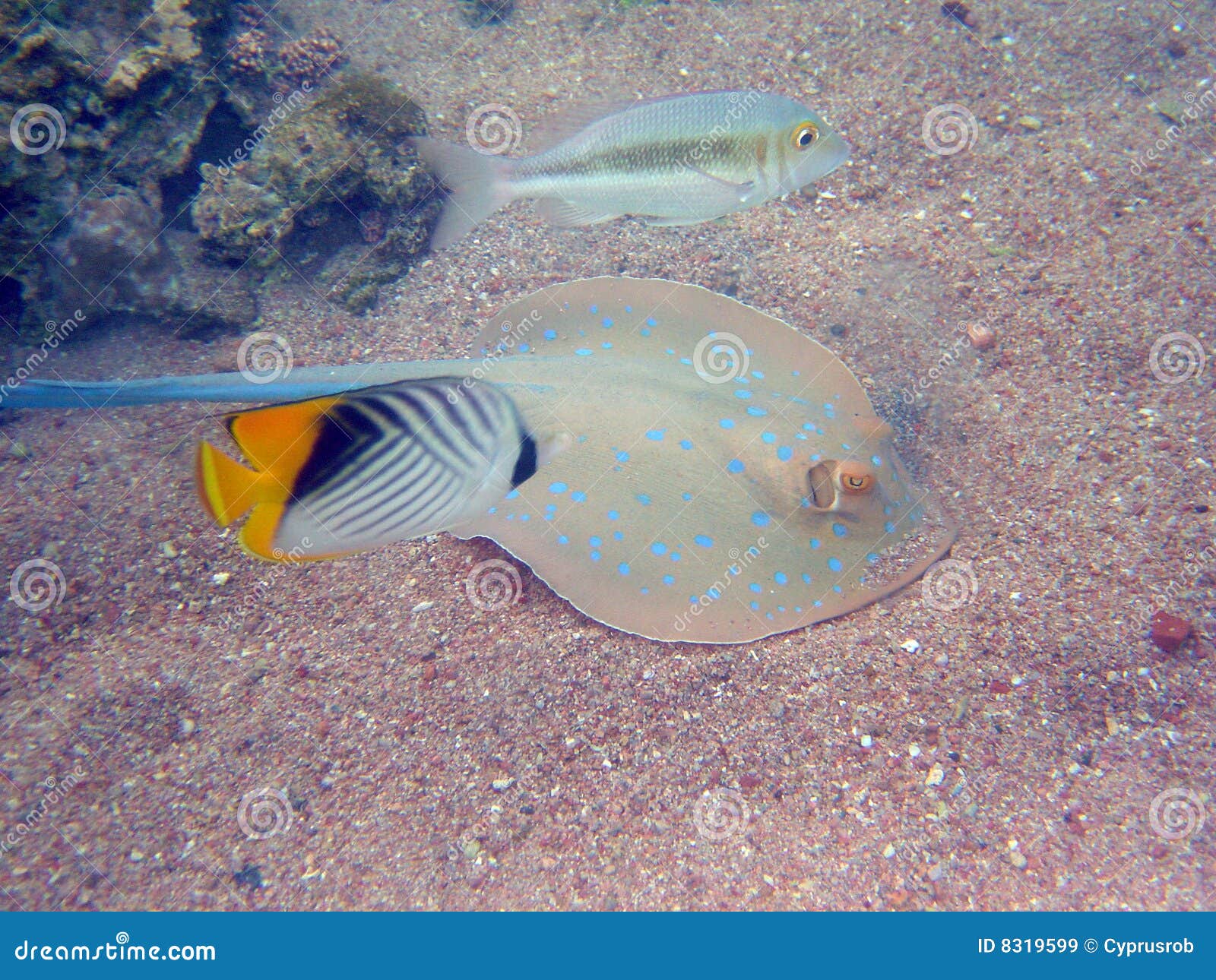 Blue Spotted Ray stock image. Image of brown, egypt, exotic - 8319599
