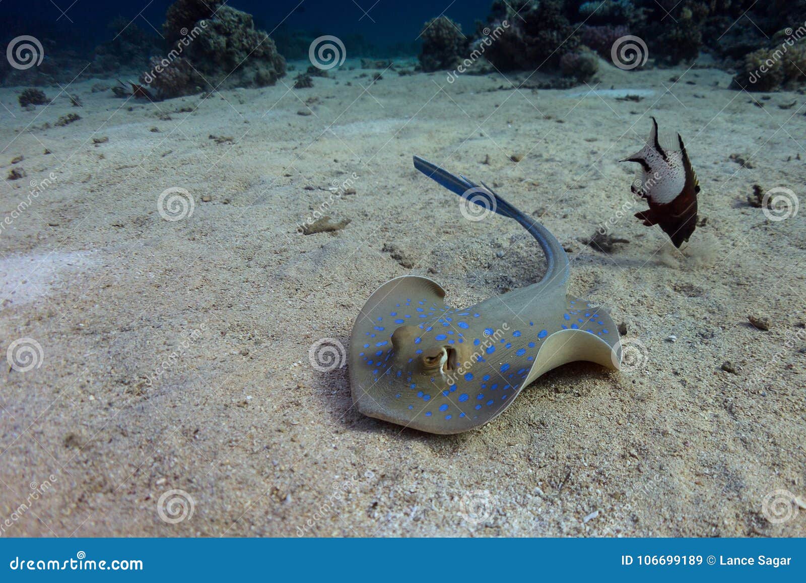 Blue Spotted Ray stock image. Image of turning, underwater - 106699189