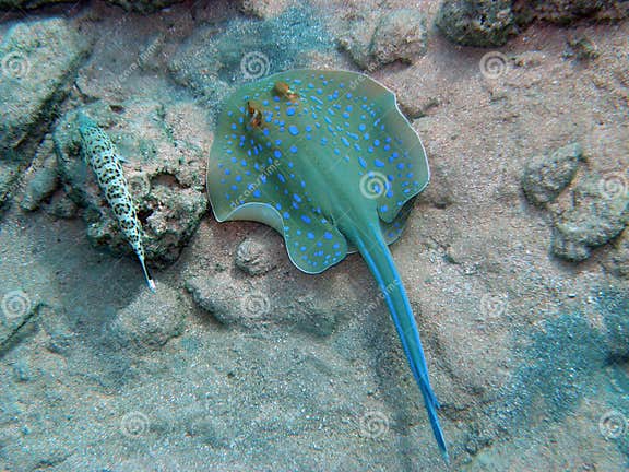 Blue Spotted Ray and Lizard Fish Stock Image - Image of beauty, deep ...