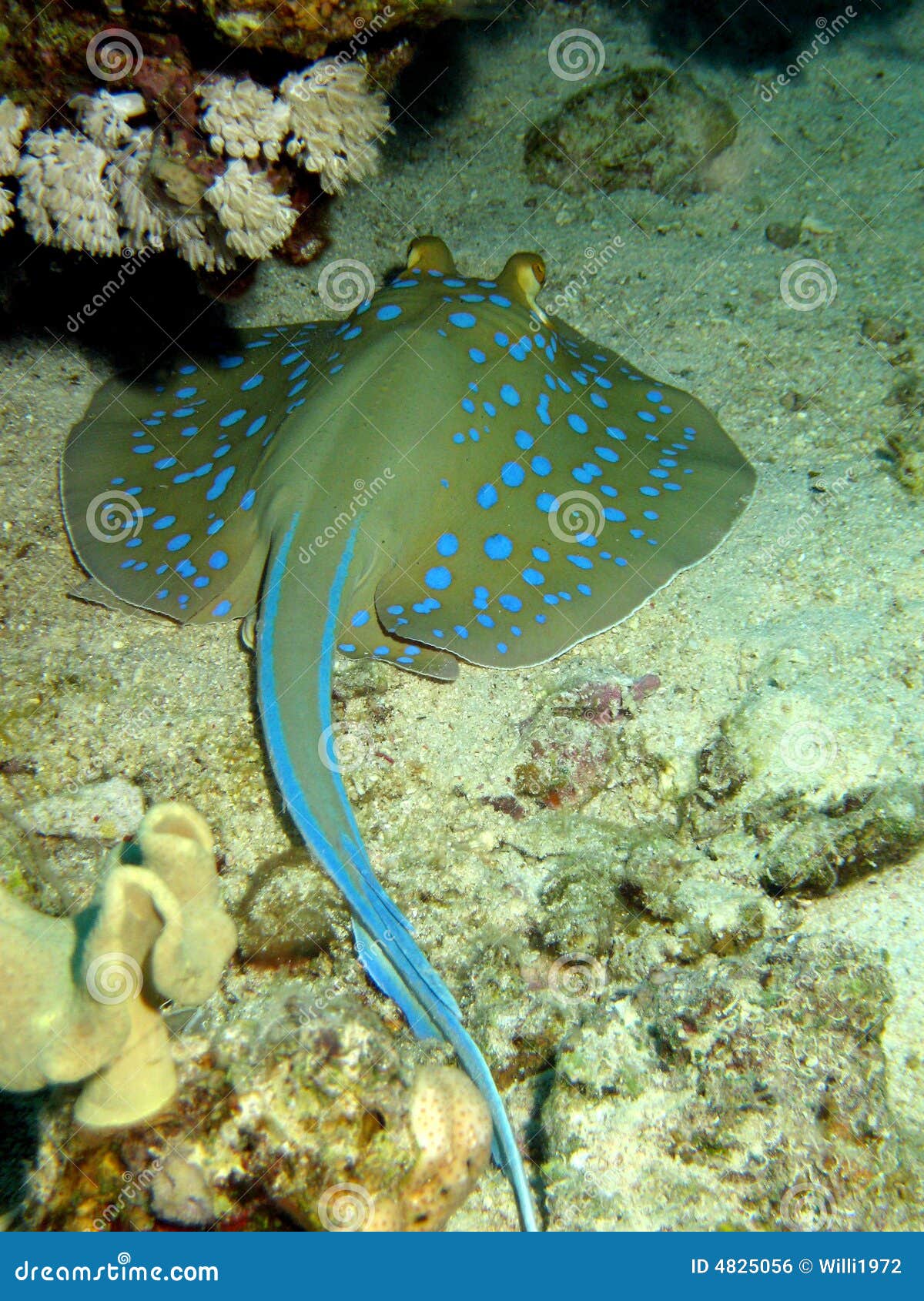 Blue spotted ray resting stock photo. Image of ocean, underwater - 4825056