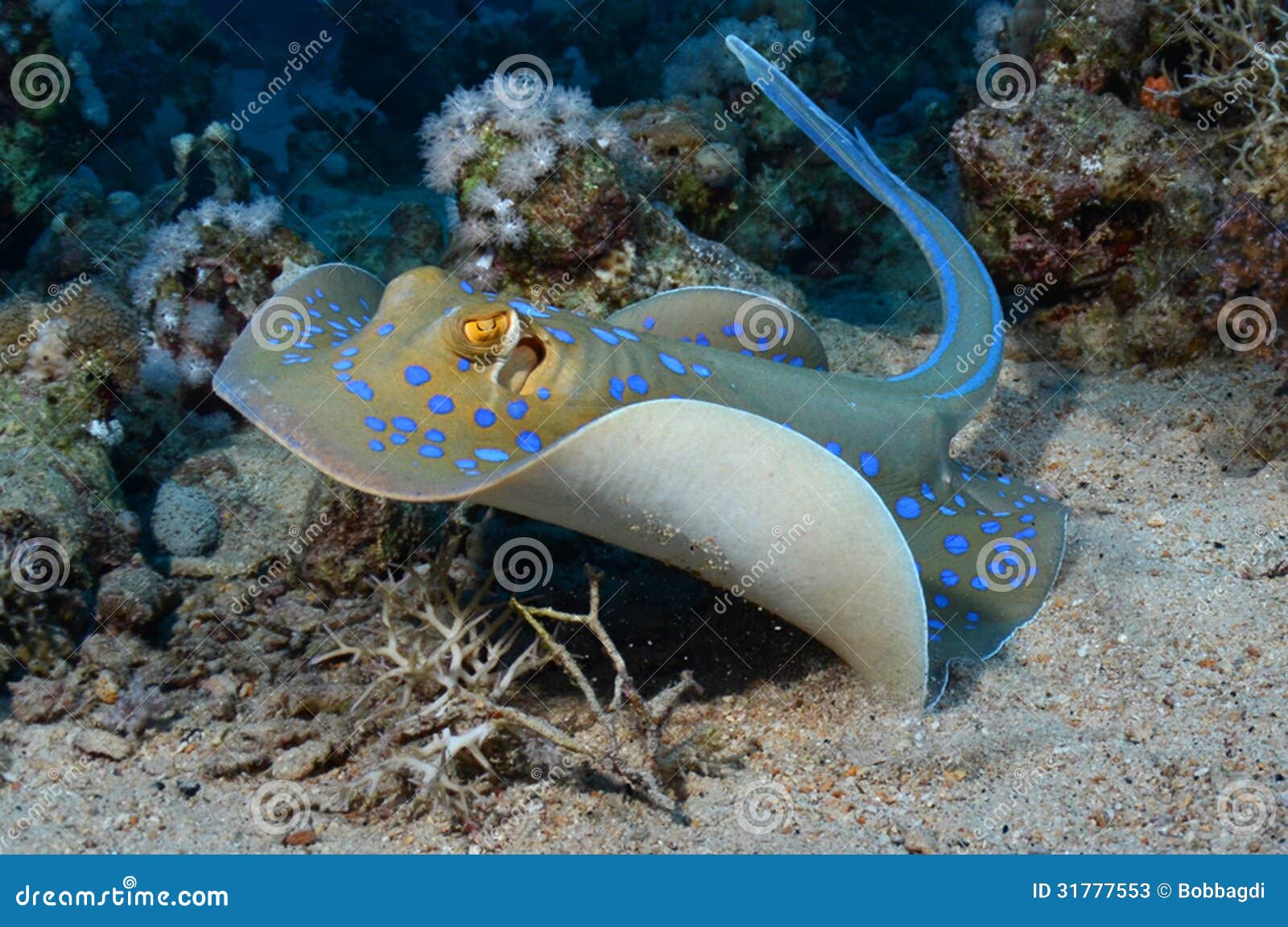 Blue Spotted Ray stock image. Image of camera, egypt - 31777553