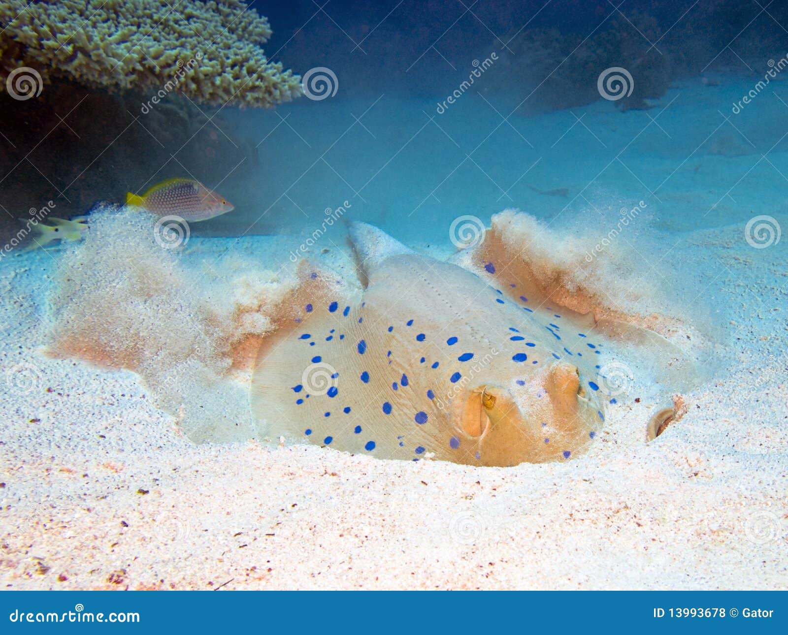 Blue-spotted Ribbontail Ray Stock Photo - Image of pattern, sight: 13993678