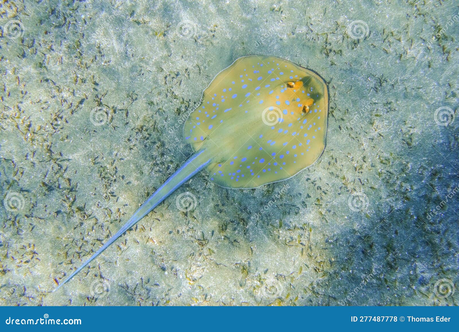 Blue Spotted Ribbontail Ray Lying at the Seabed in Marsa Alam Stock ...