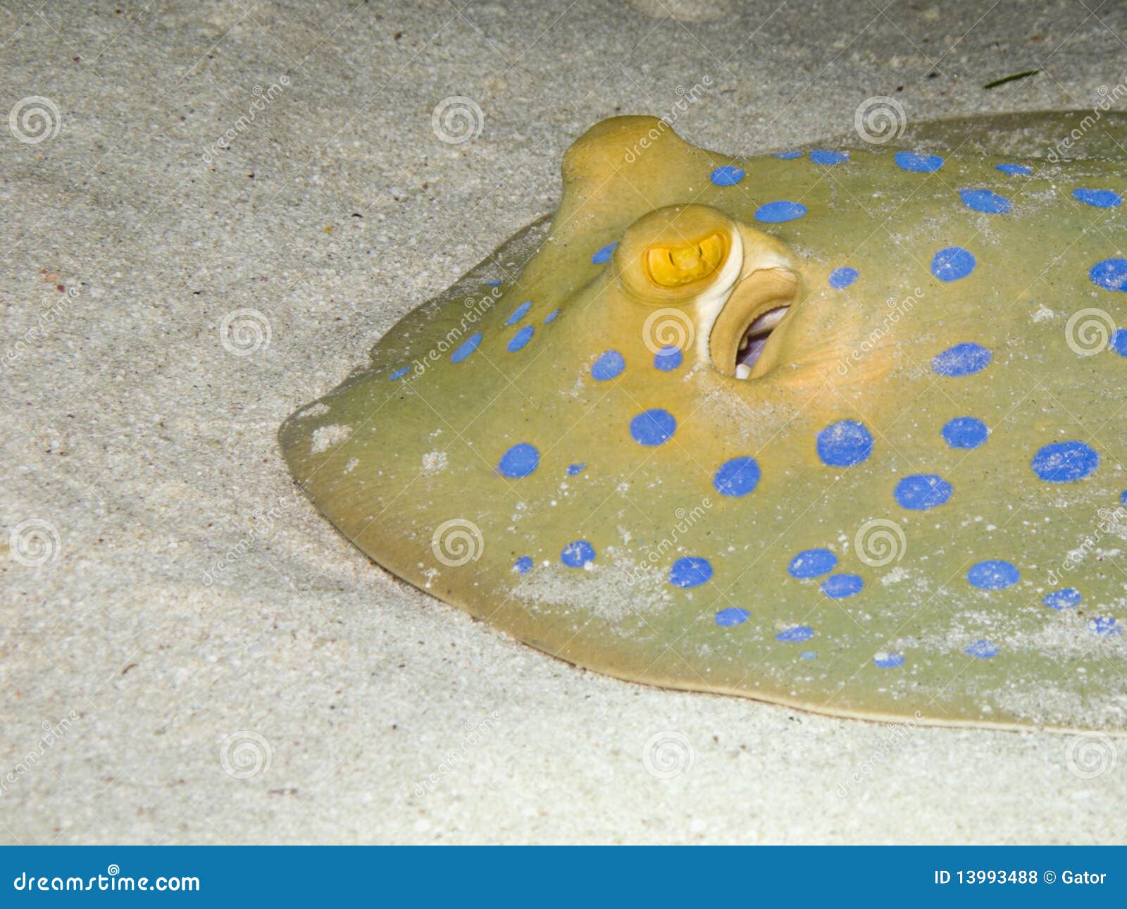 Blue-spotted Ribbontail Ray at the Sea Bottom Stock Photo - Image of ...