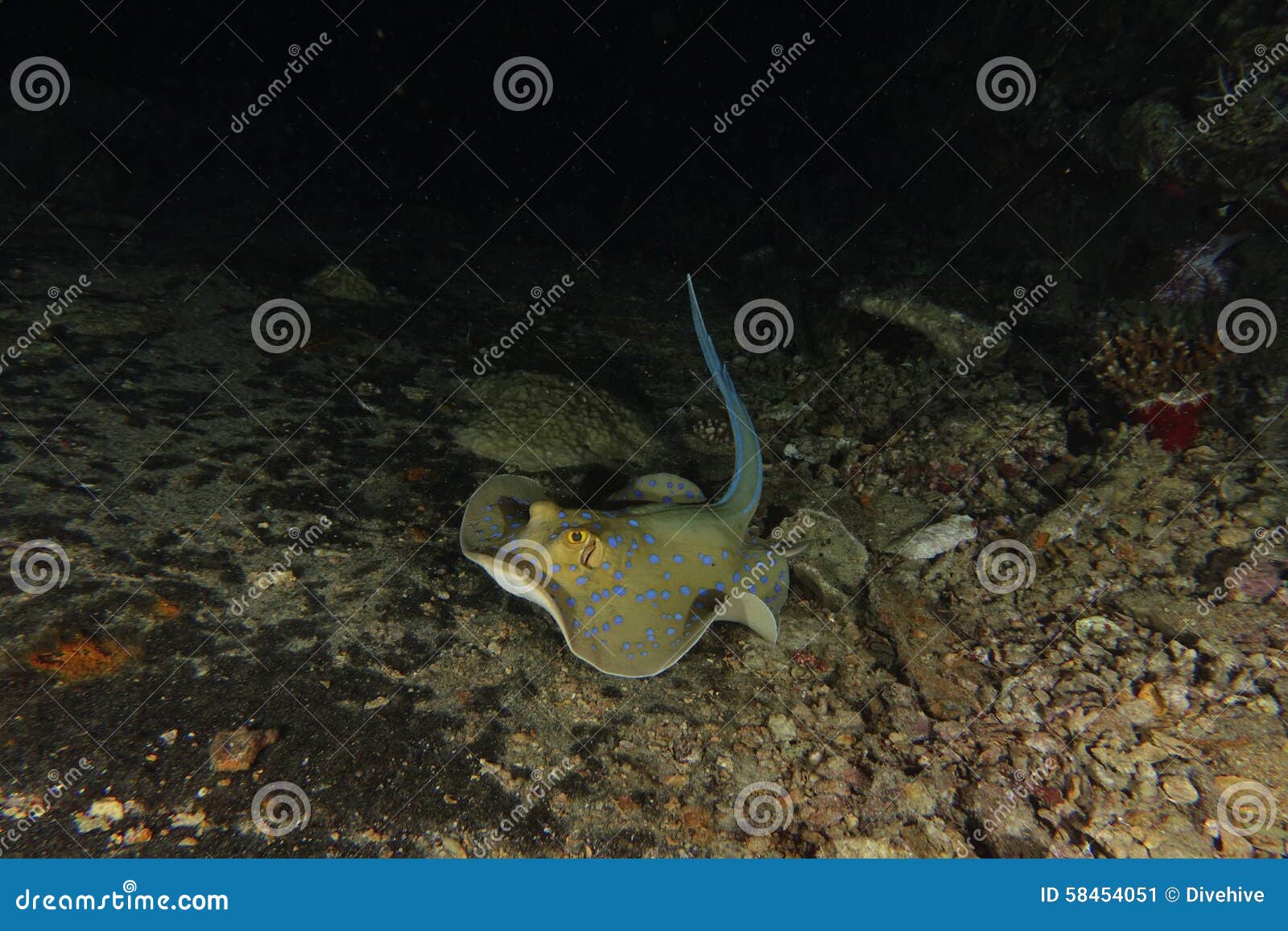 Blue Spotted Ribbontail Ray Stock Image - Image of taeniura, wildlife ...
