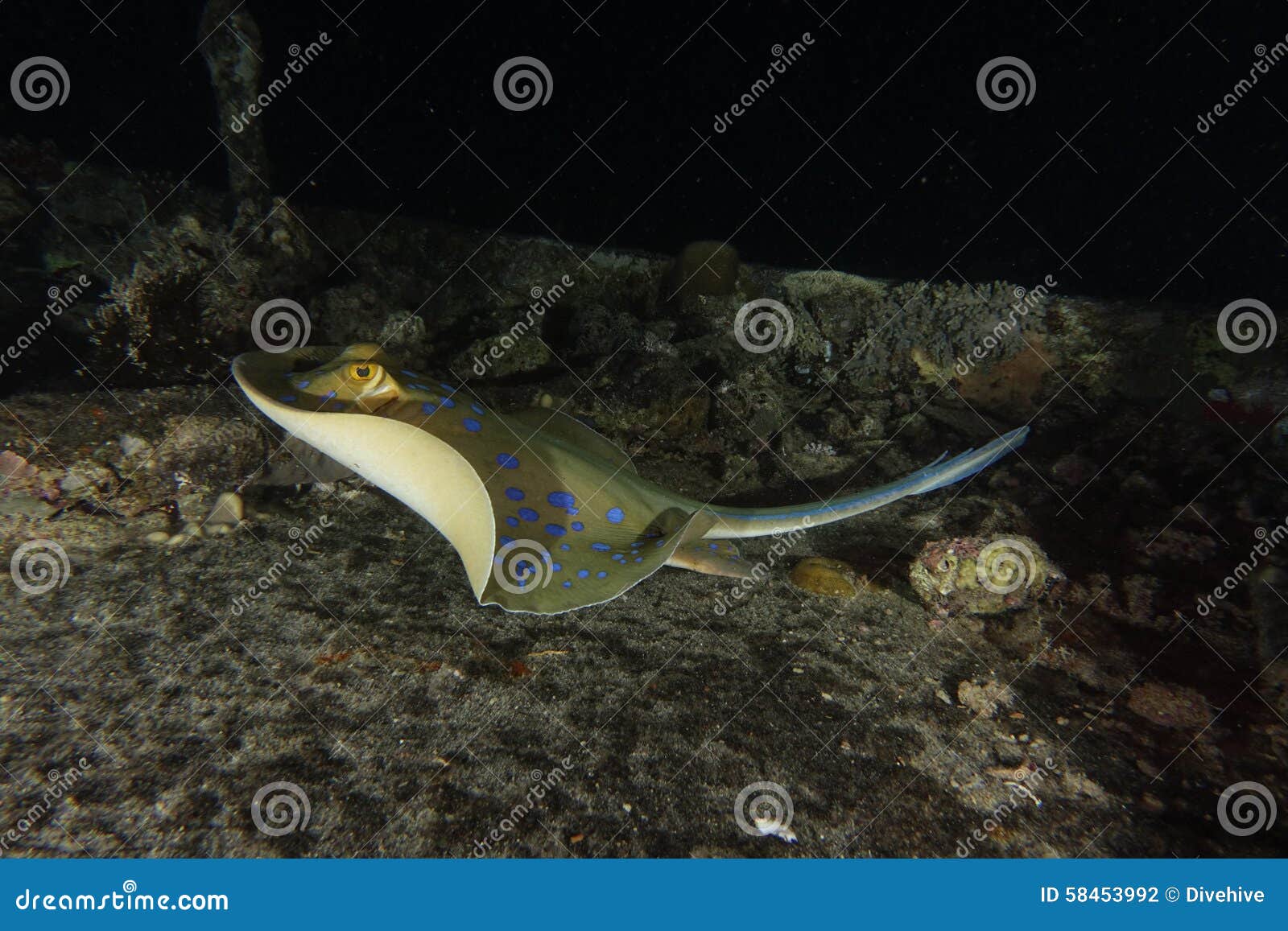 Blue Spotted Ribbontail Ray Stock Photo - Image of coral, reef: 58453992