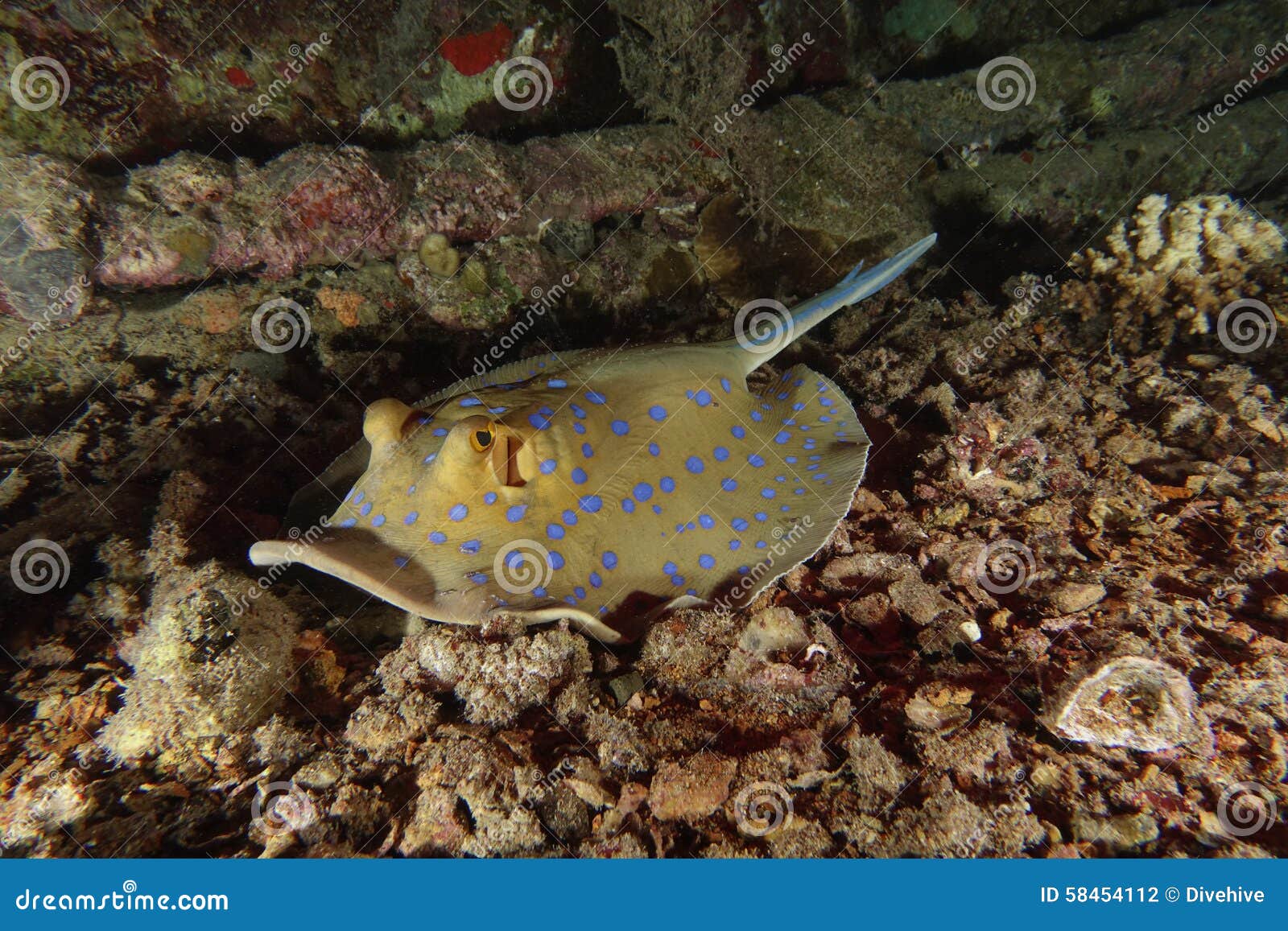 Blue Spotted Ribbontail Ray Stock Photo - Image of sting, egypt: 58454112