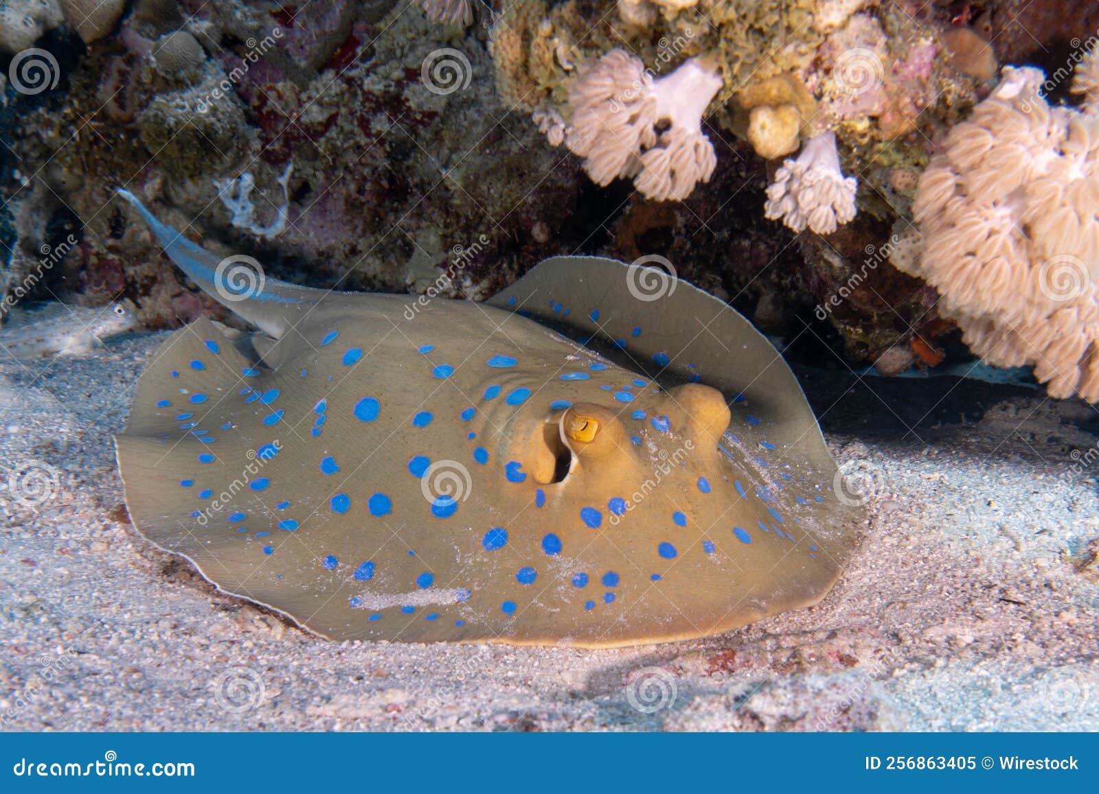 Blue-spotted Ribbontail Ray Swimming at the Bottom of the Sea Stock ...