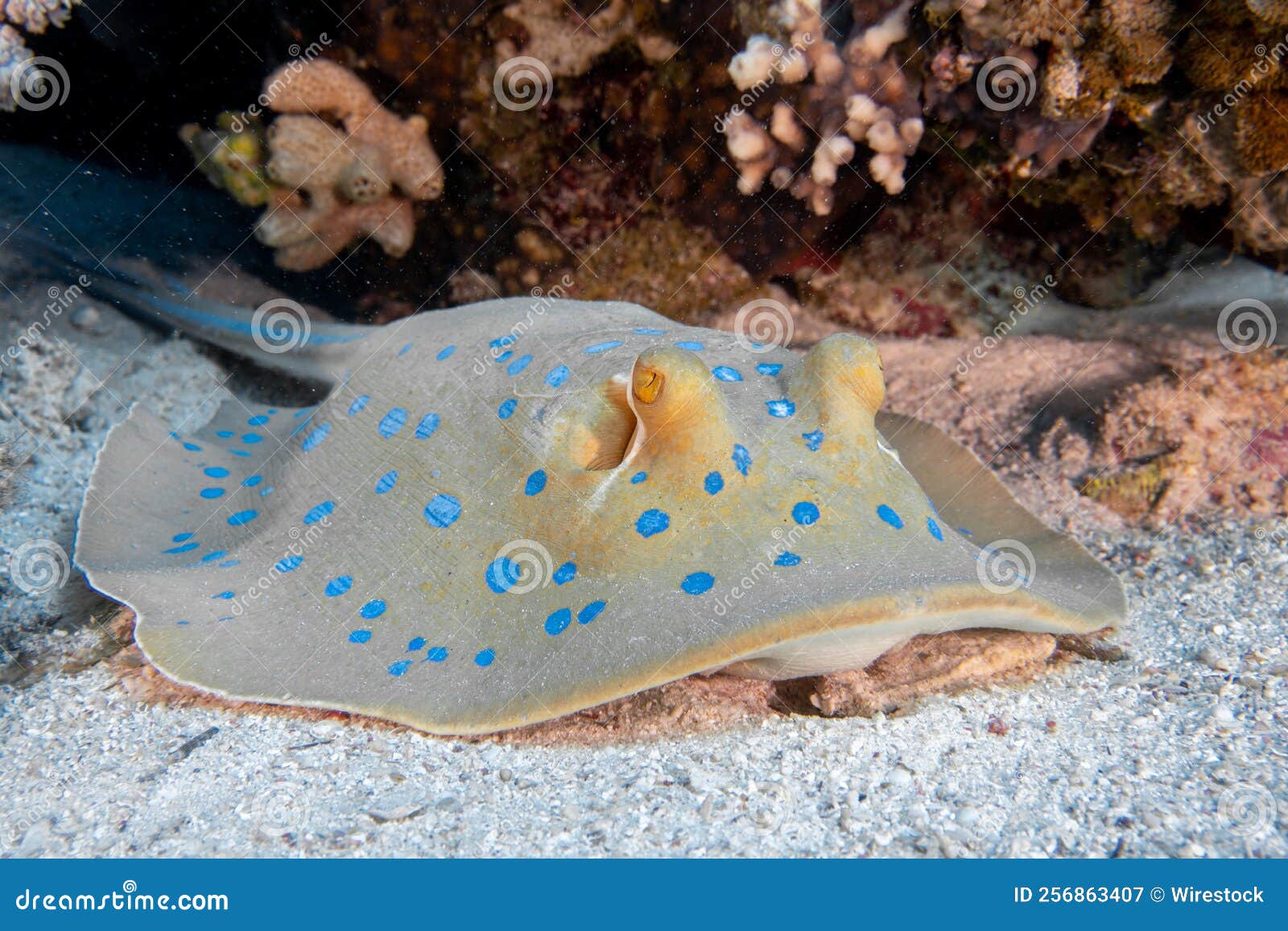 Blue-spotted Ribbontail Ray Swimming at the Bottom of the Sea Stock ...