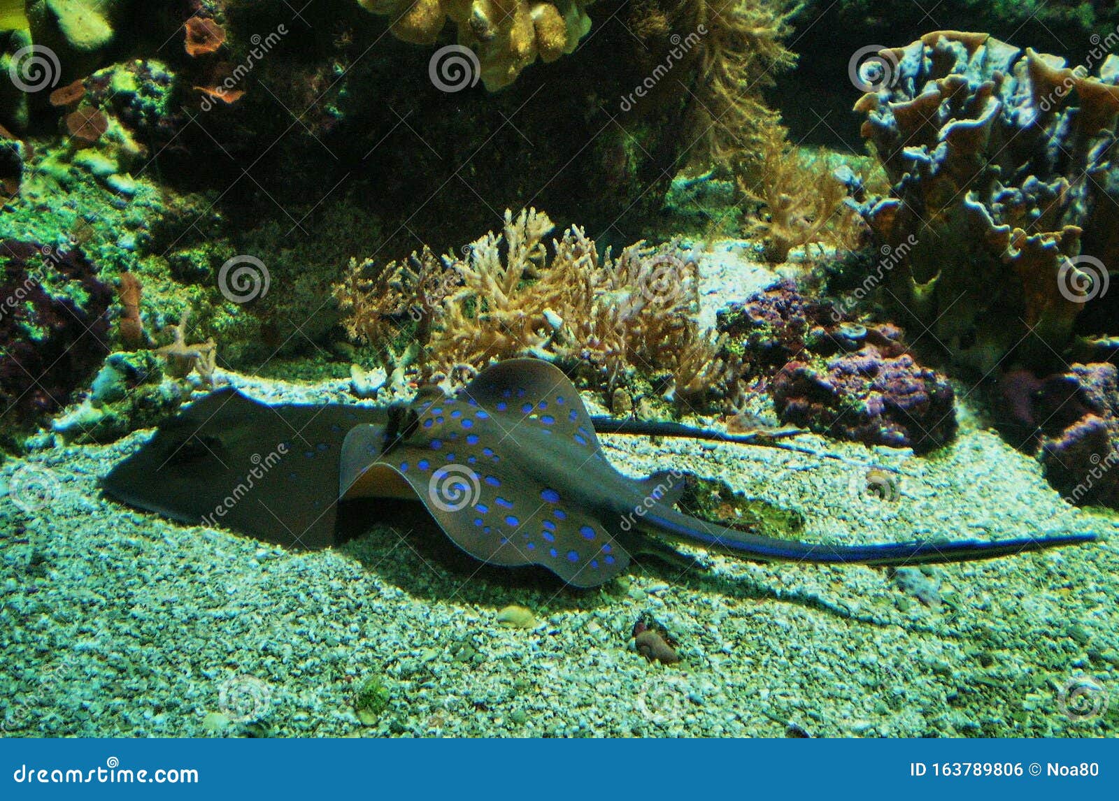 Blue-spotted Ribbontail Rays Stock Photo - Image of underwater, nature ...