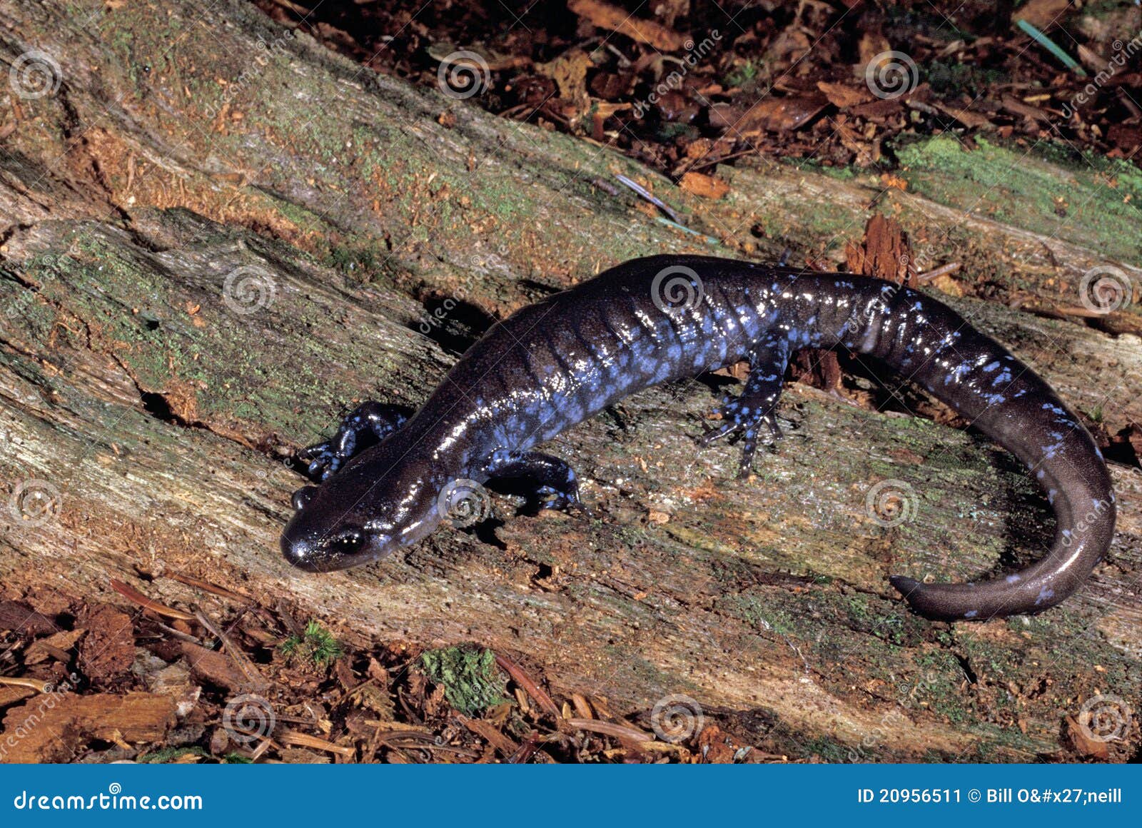Blue Spotted Salamander stock image. Image of amphibian - 20956511