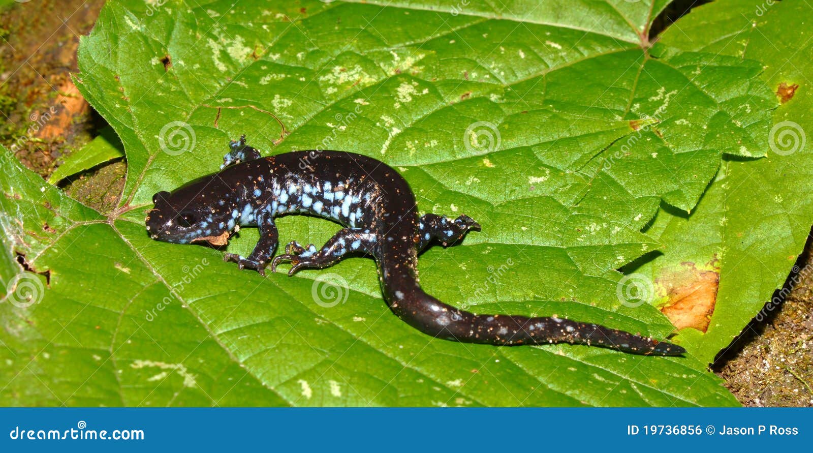 Blue-spotted Salamander (Ambystoma Laterale) Stock Photo - Image of ...