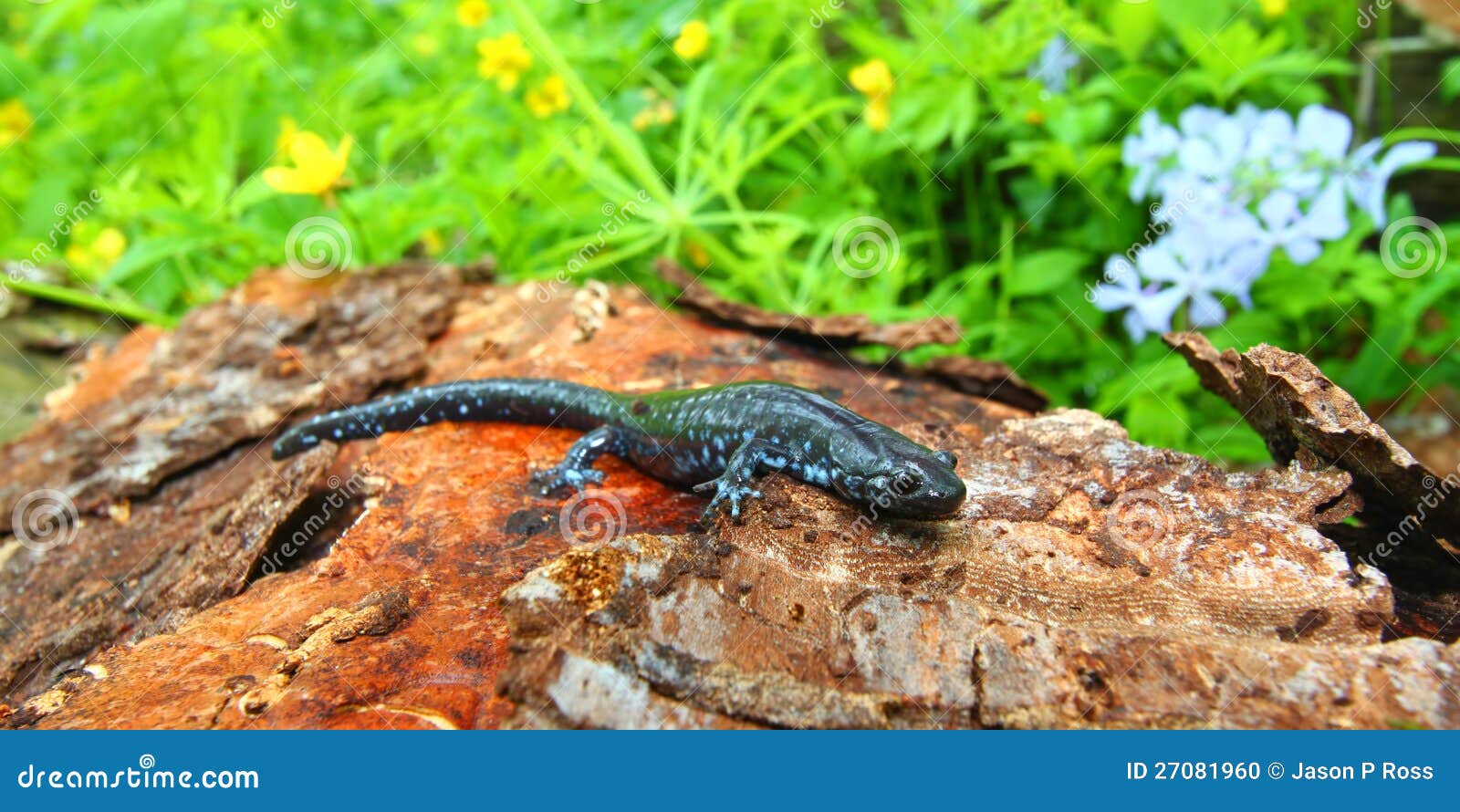 Spotted Salamander (Ambystoma Maculatum) Royalty-Free Stock Image ...