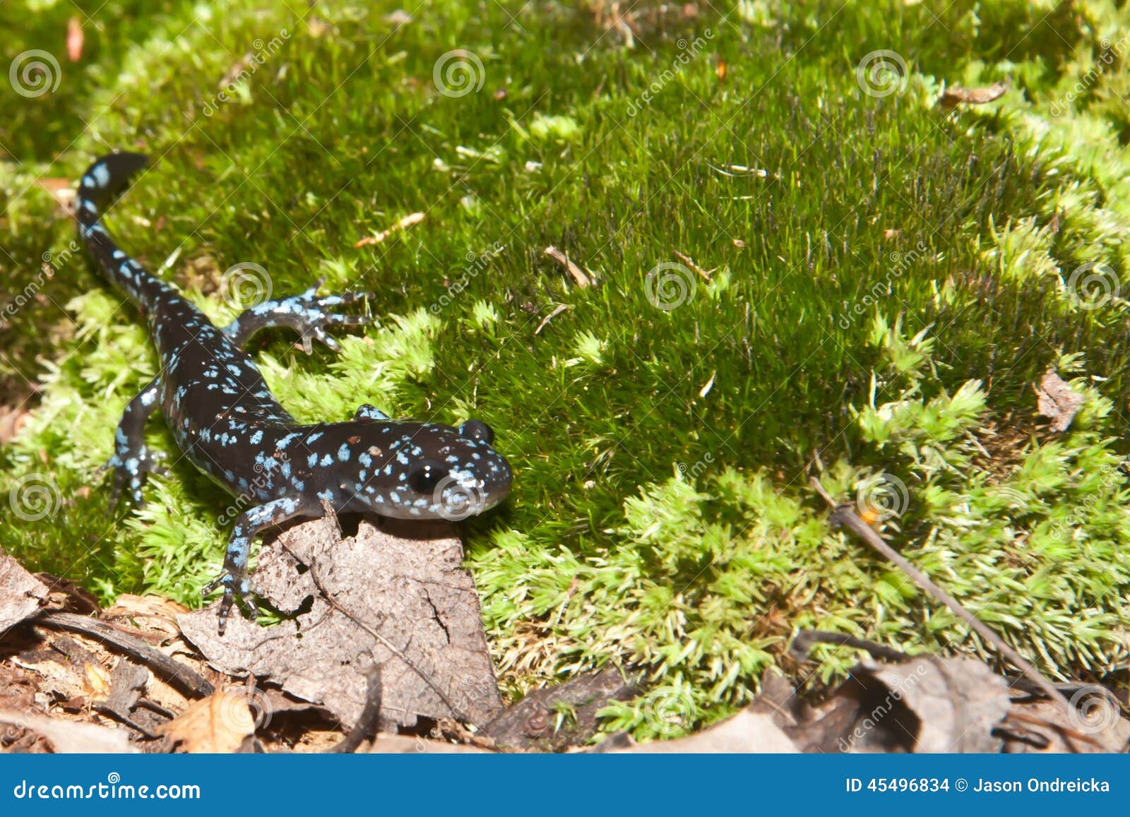 Blue-spotted Salamander stock photo. Image of ambystoma - 45496834