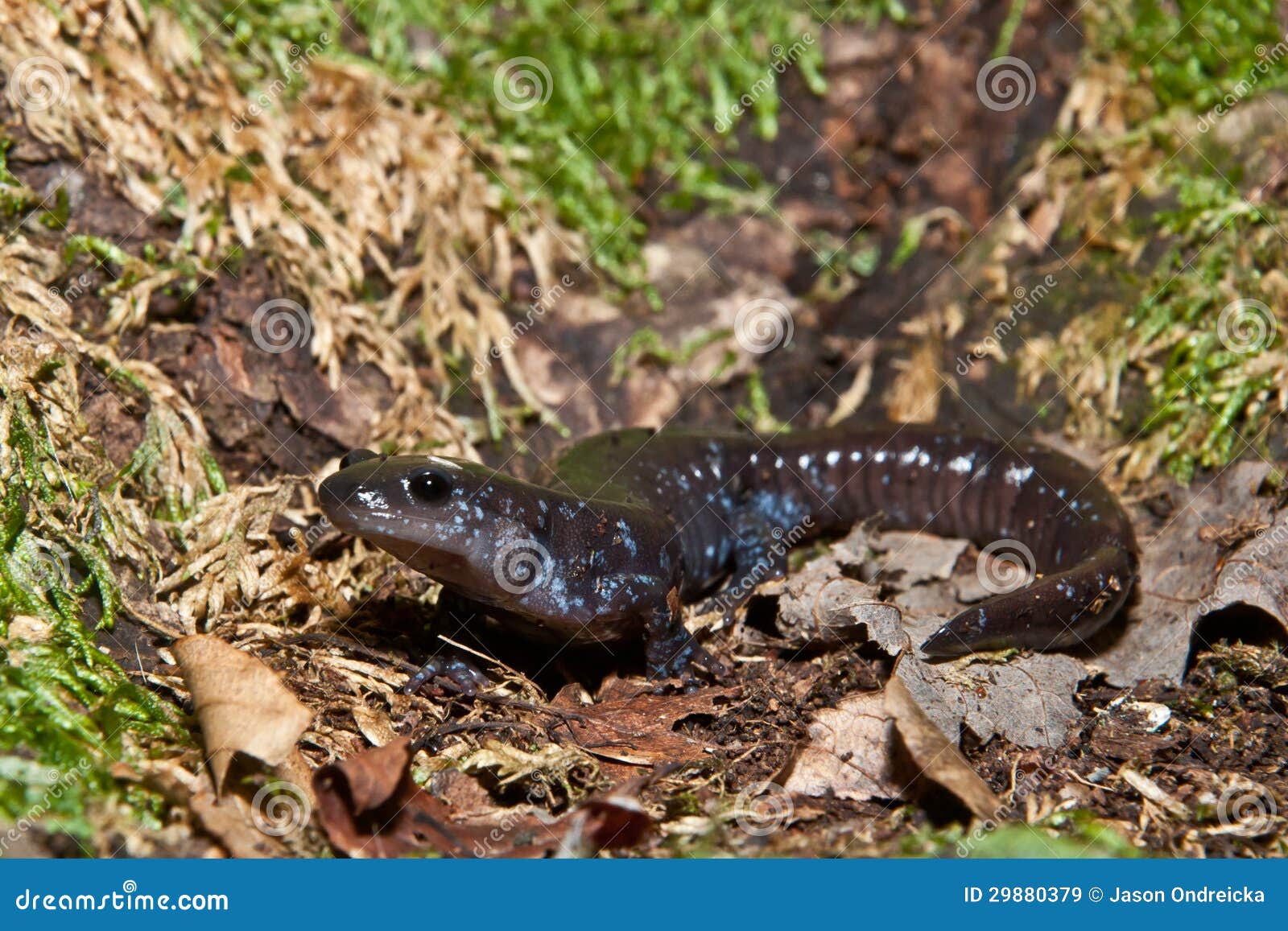 Blue-spotted Salamander stock image. Image of environment - 29880379