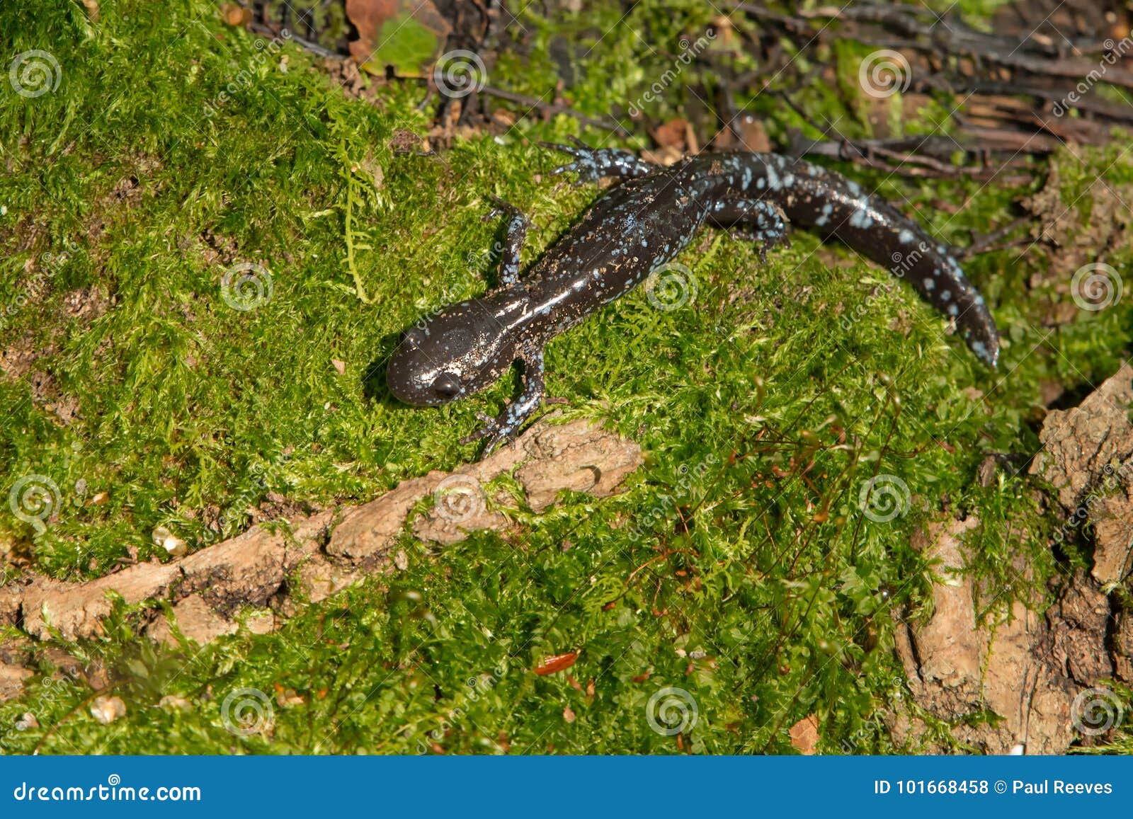 Blue-spotted Salamander - Ambystoma Laterale Stock Photo - Image of ...