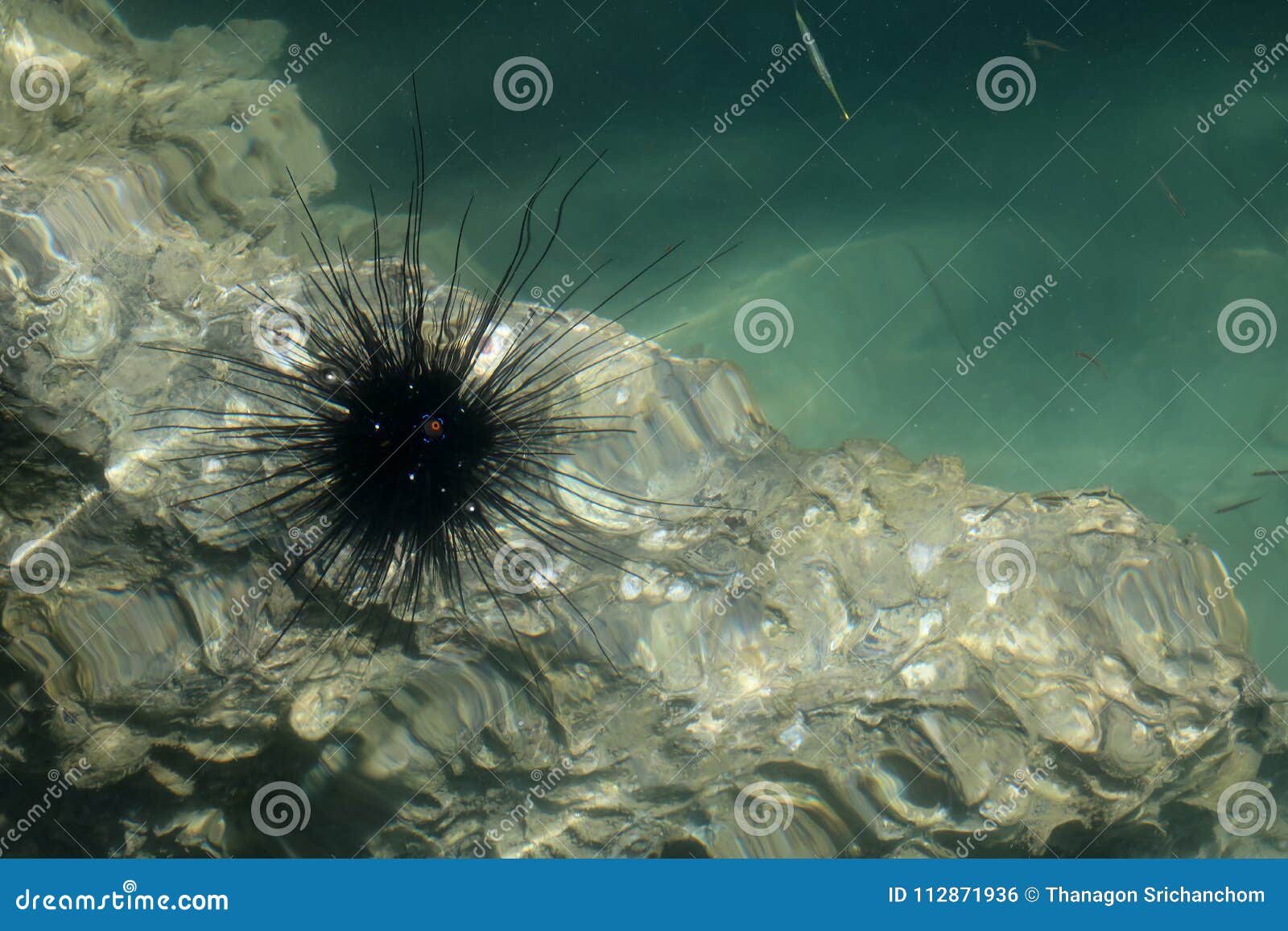 Blue-spotted Sea Urchin on the Coral Reef Under the Sea Stock Photo ...