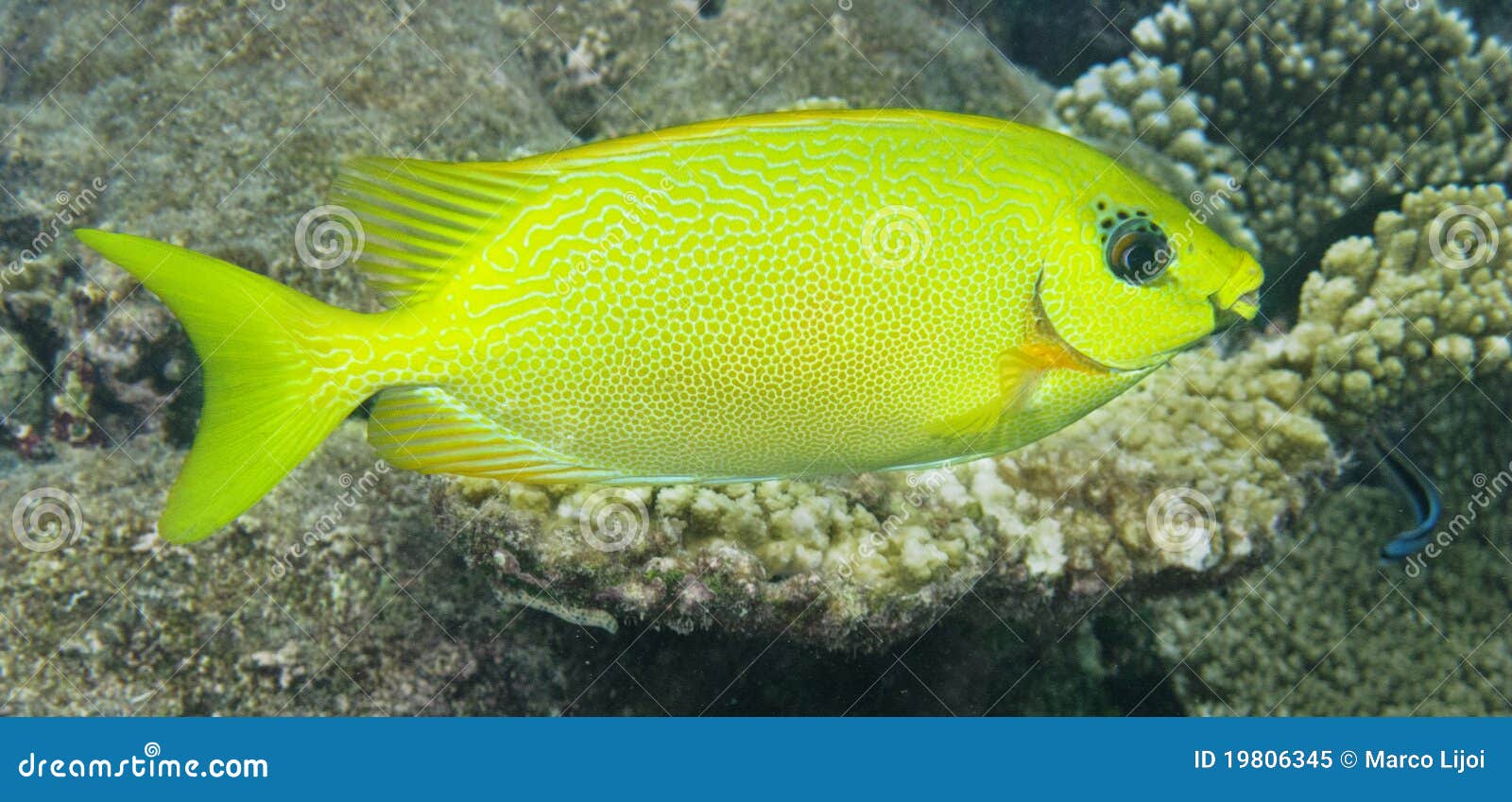 Blue-Spotted Spinefoot stock image. Image of blue, underwater - 19806345