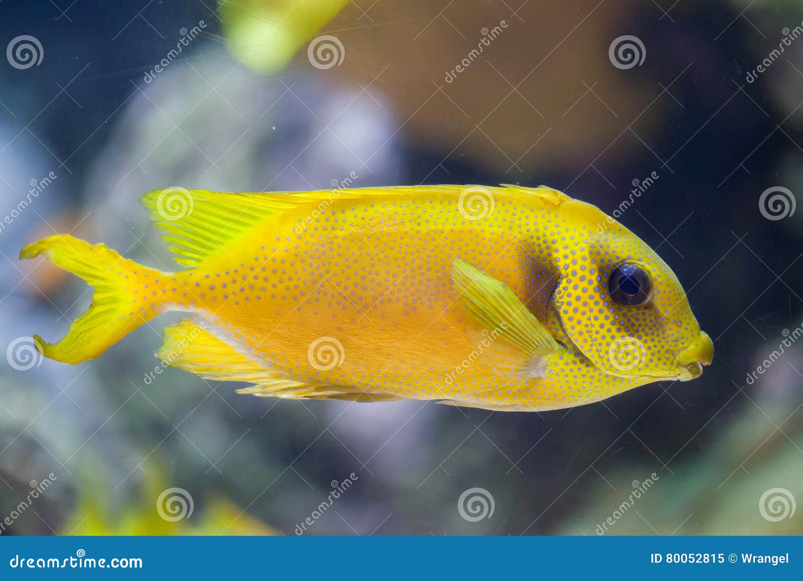Blue-spotted Spinefoot (Siganus Corallinus) Stock Image - Image of ...