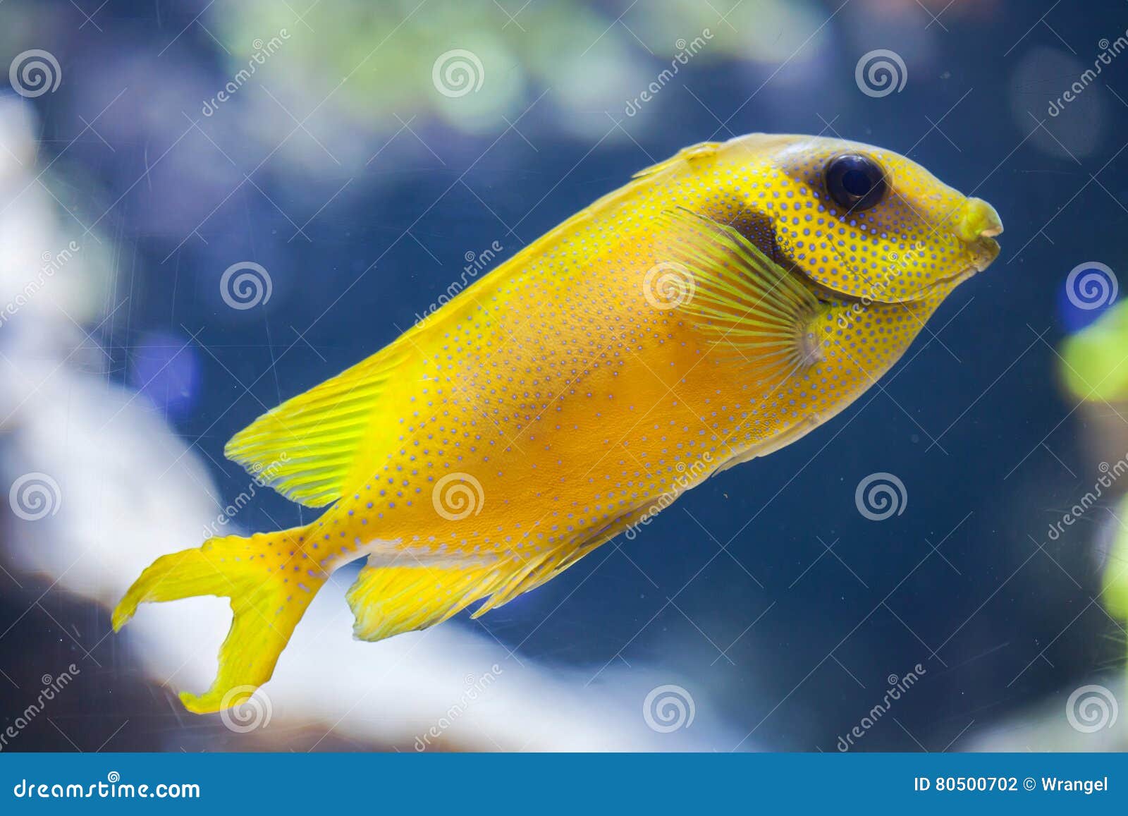 Blue-spotted Spinefoot Siganus Corallinus Stock Photo - Image of swim ...
