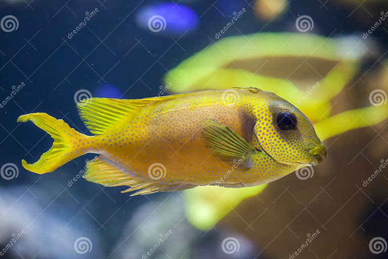 Blue-spotted Spinefoot Siganus Corallinus Stock Photo - Image of ...