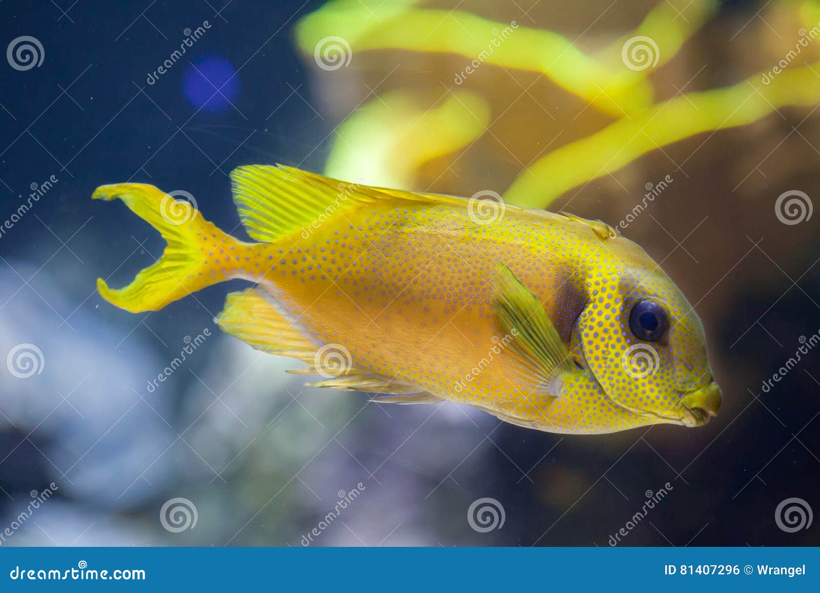 Blue-spotted Spinefoot Siganus Corallinus Stock Photo - Image of indian ...