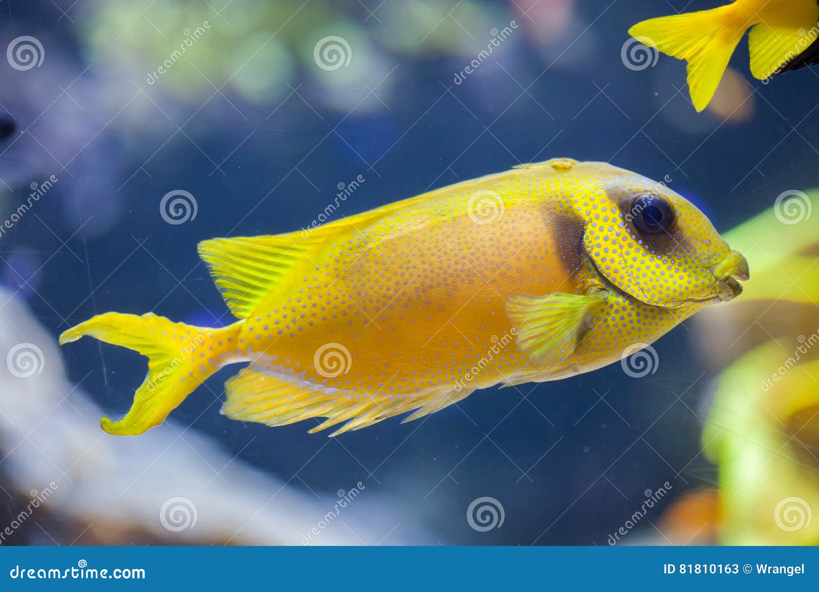 Blue-spotted Spinefoot Siganus Corallinus Stock Image - Image of ...