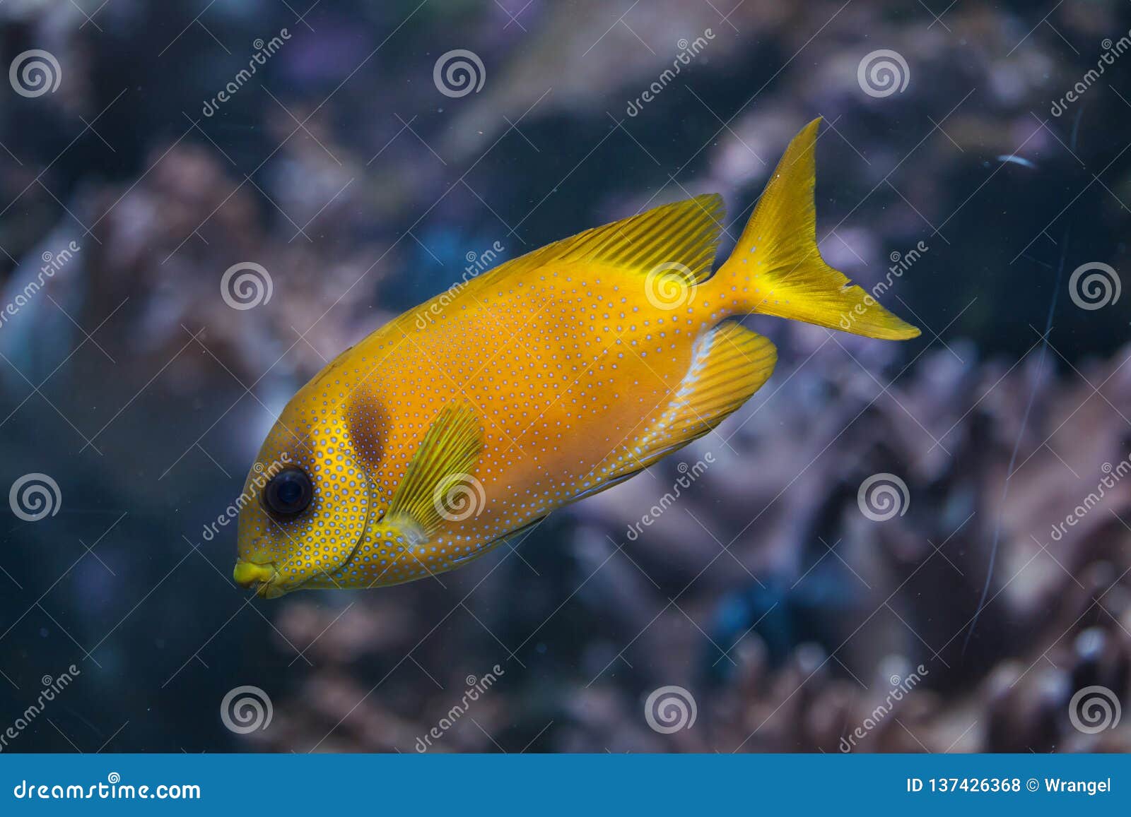 Blue-spotted Spinefoot Siganus Corallinus Stock Photo - Image of ...