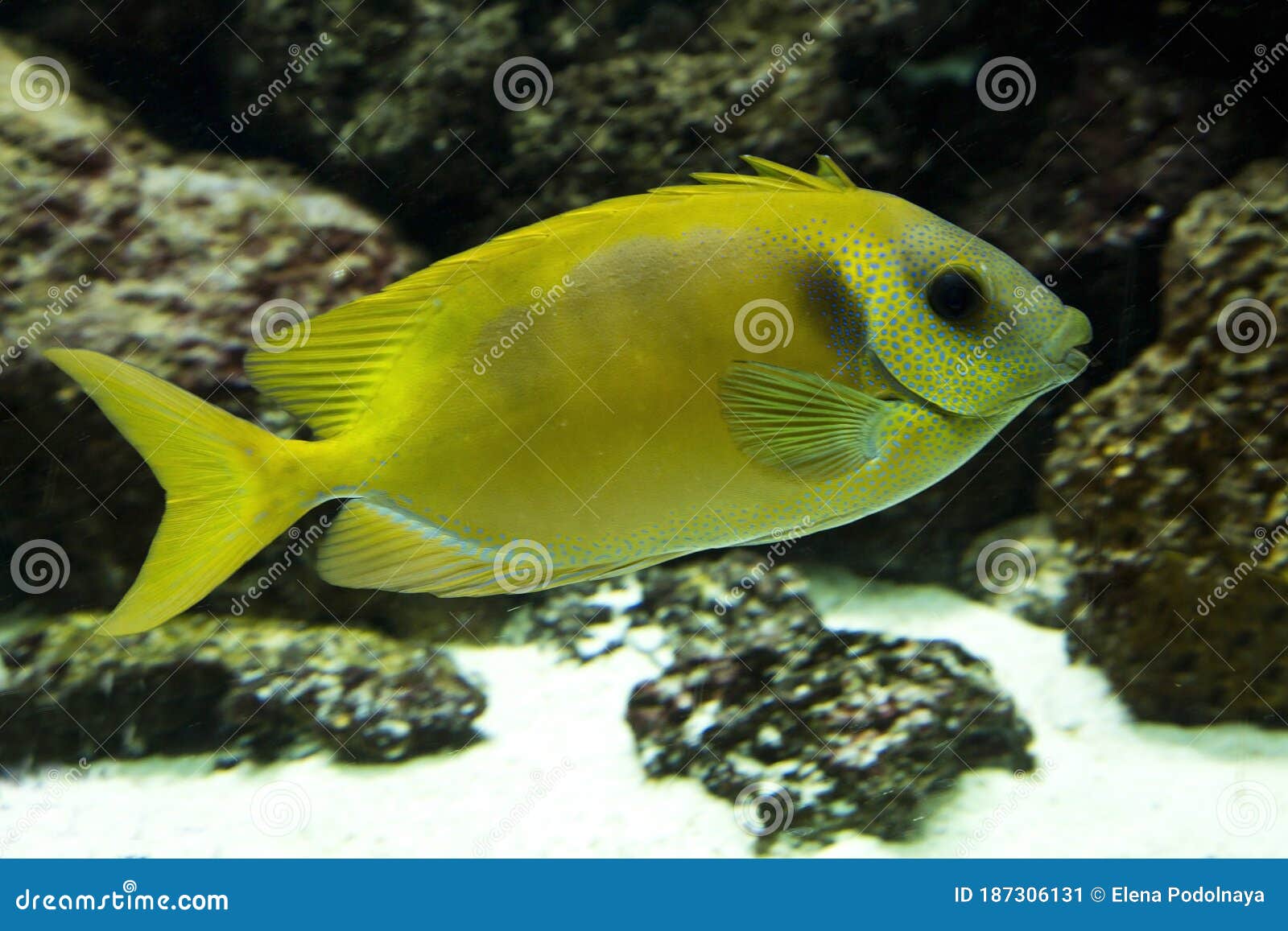 The Blue-spotted Spinefoot Siganus Corallinus. Stock Image - Image of ...