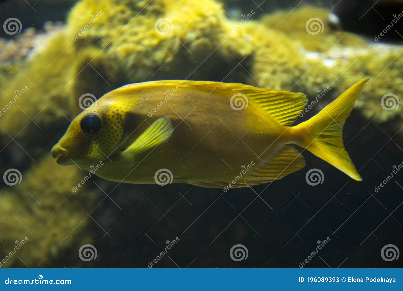 The Blue-spotted Spinefoot Siganus Corallinus. Stock Image - Image of ...