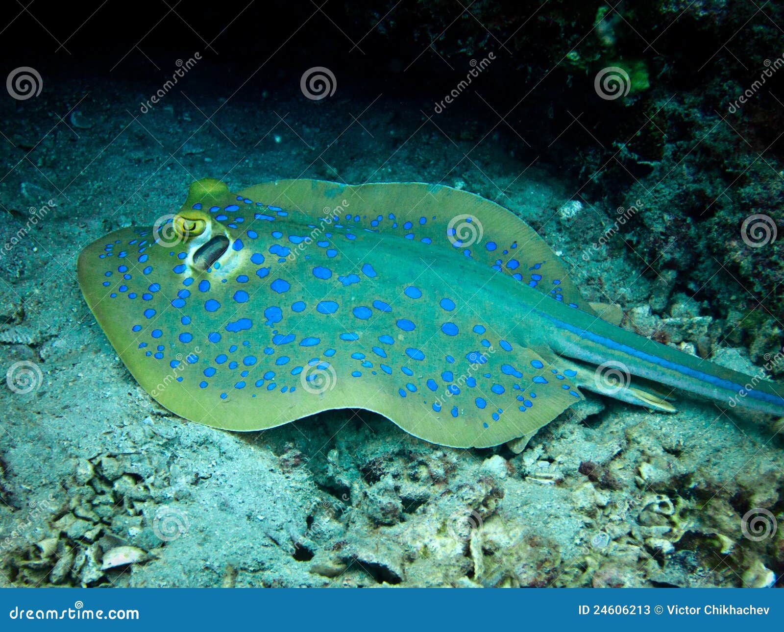 Blue Spotted Sting Ray stock image. Image of ocean, spotted - 24606213