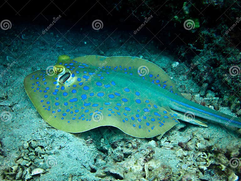 Blue Spotted Sting Ray stock image. Image of ocean, spotted - 24606213