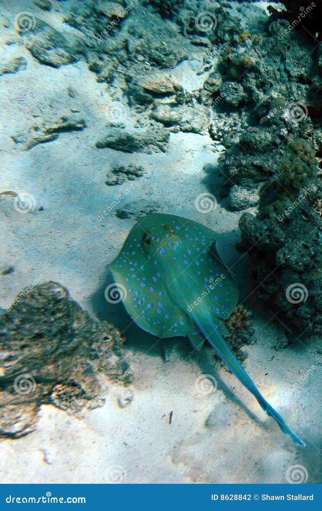 Blue spotted sting ray stock photo. Image of spike, sport - 8628842