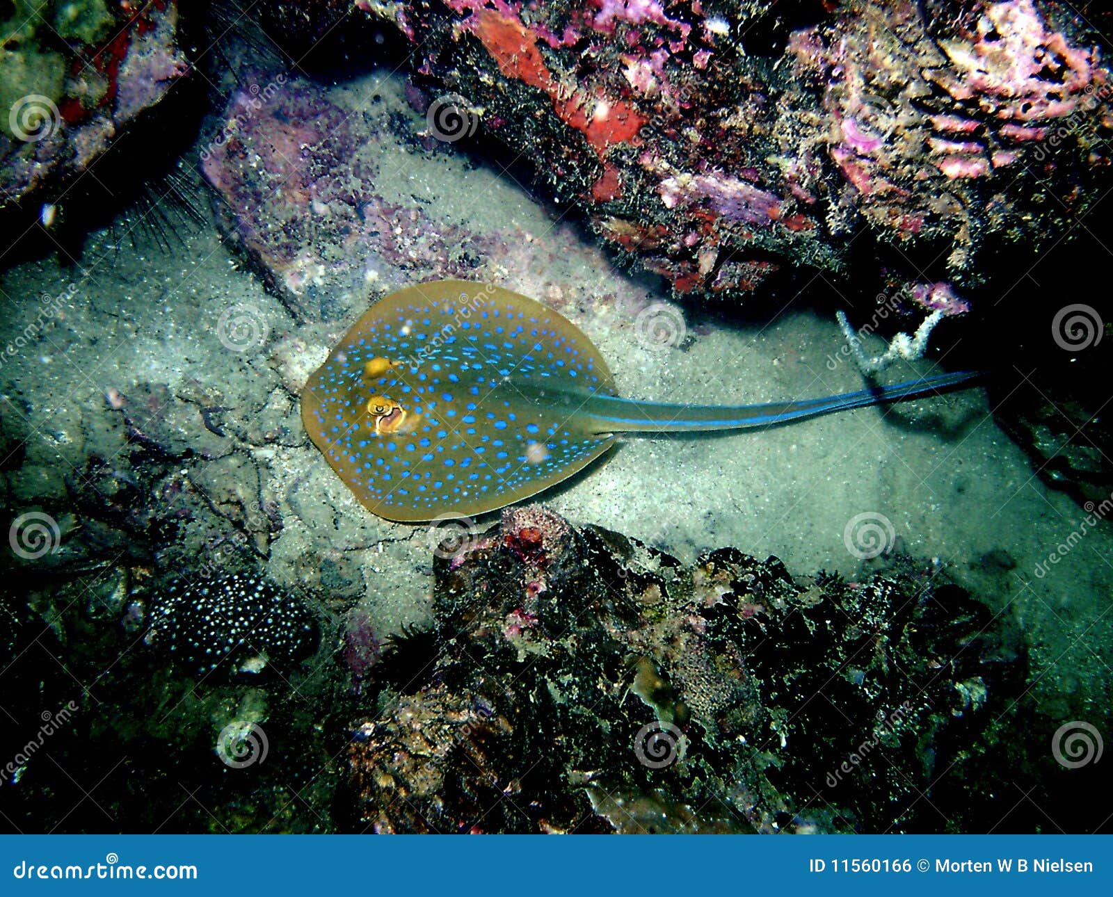 Blue Spotted Sting Ray Fish Underwater Stock Photo - Image of ...