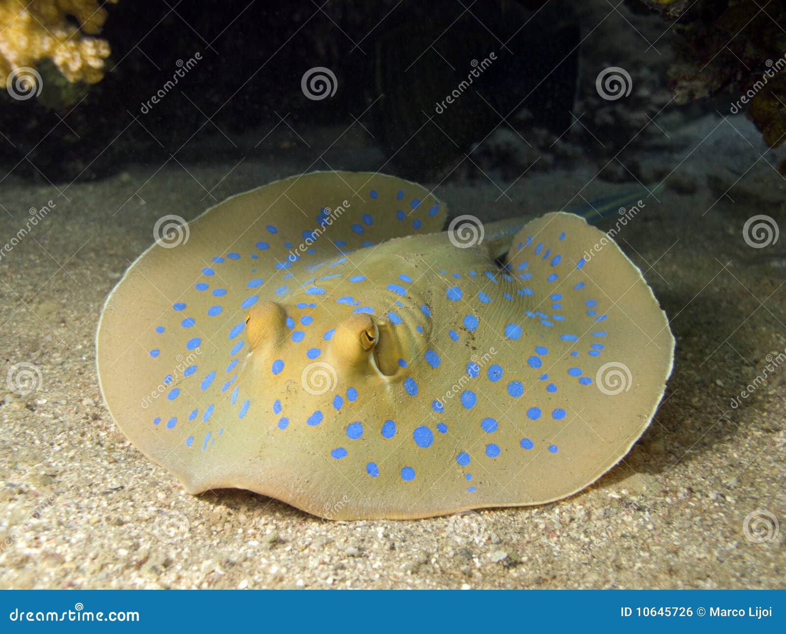 Blue spotted stingray stock photo. Image of gravel, eyes - 10645726 Blue spotted stingray stock photo. Image of gravel, eyes - 10645726