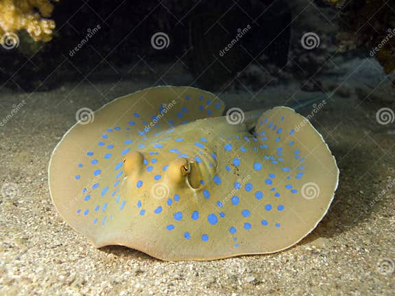 Blue spotted stingray stock photo. Image of gravel, eyes - 10645726