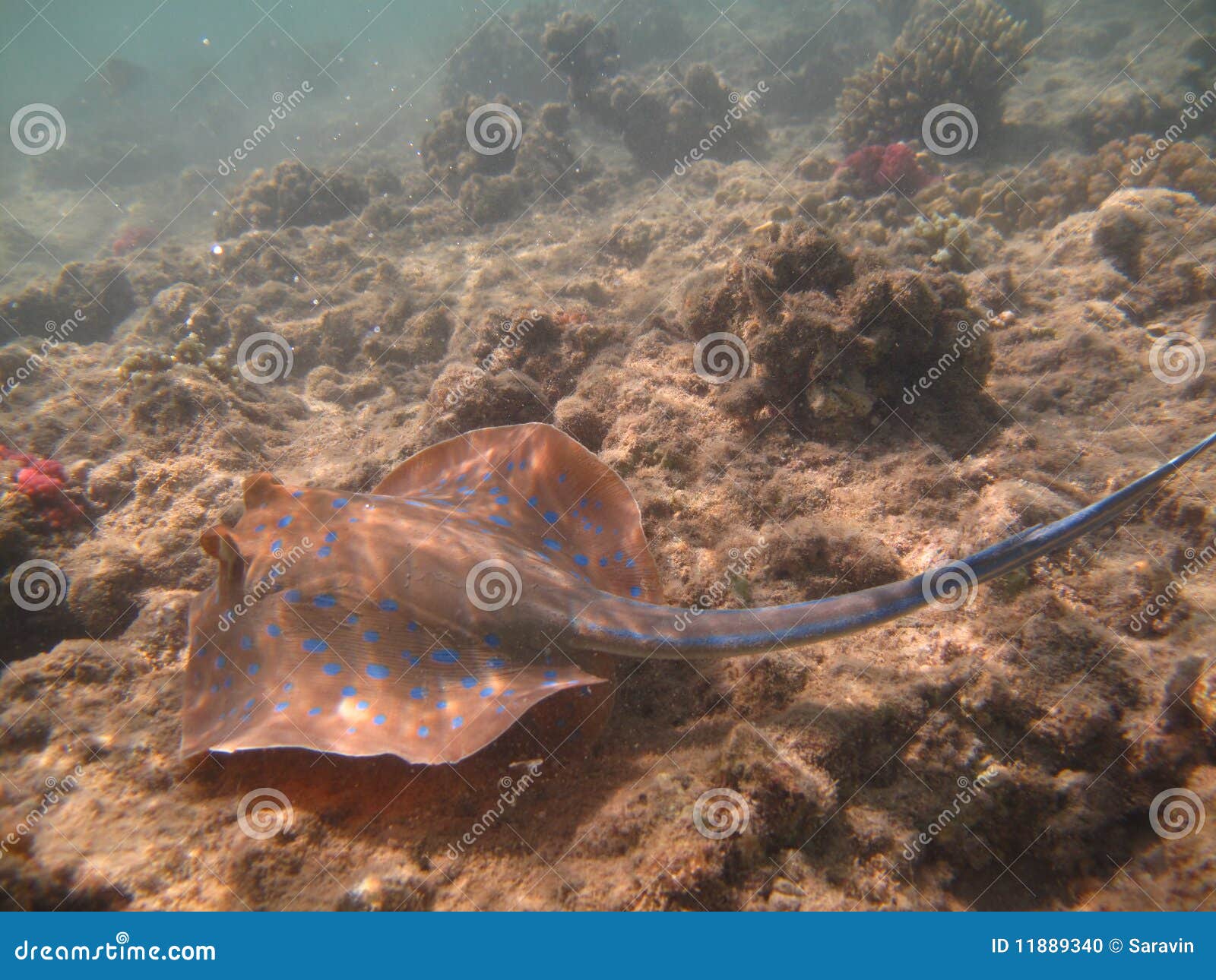 Blue Spotted Stingray stock photo. Image of blue, fishes - 11889340