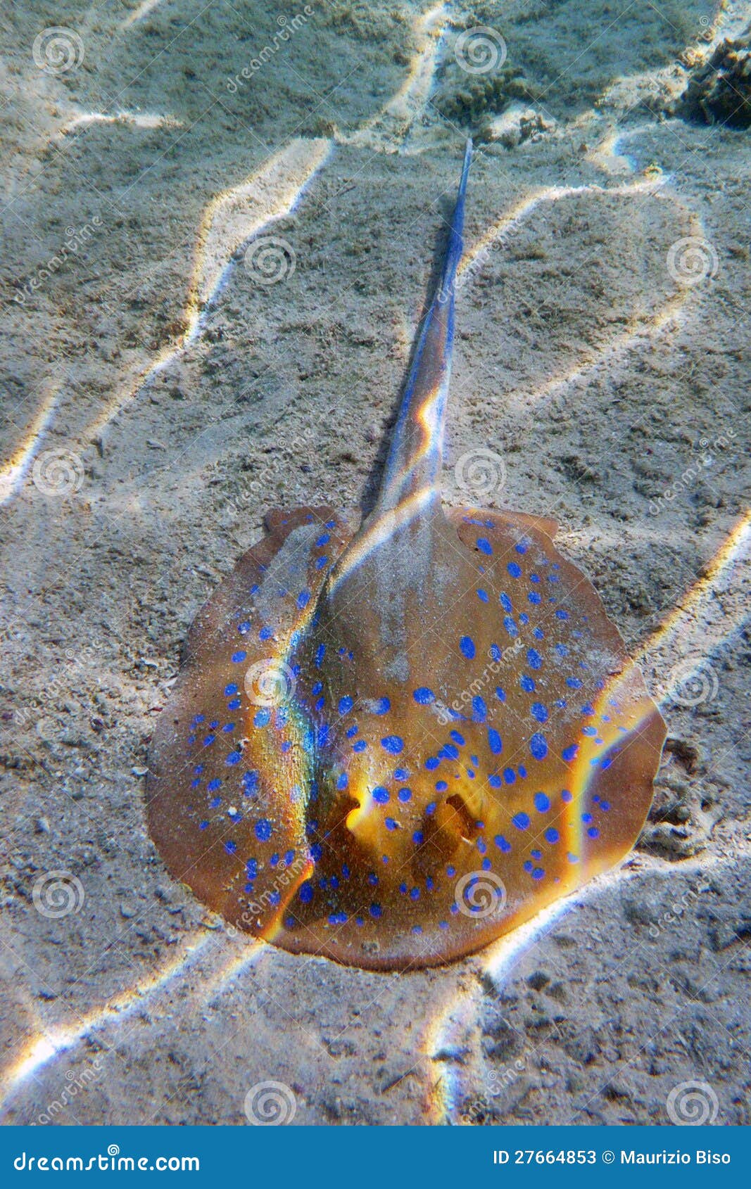 Blue spotted stingray stock image. Image of bluespotted - 27664853