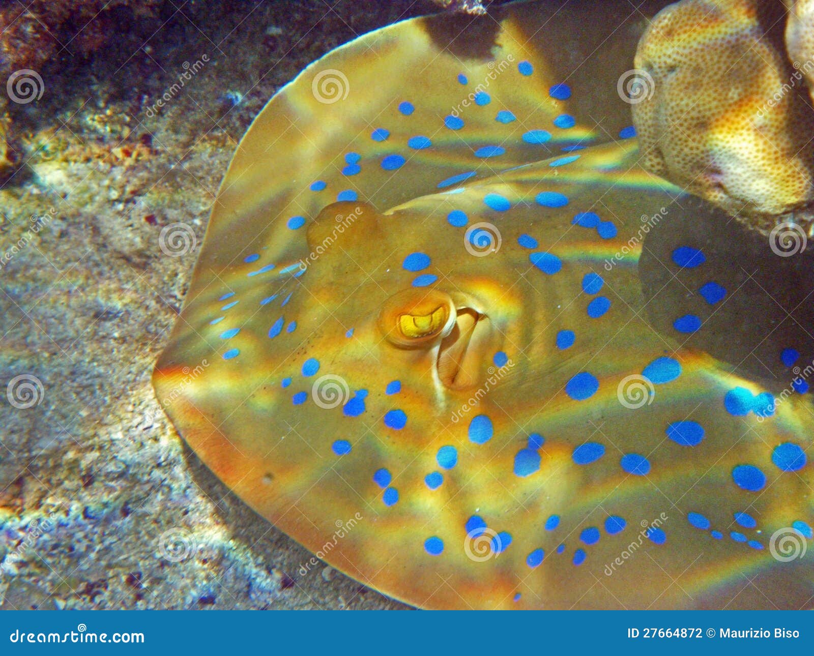 Blue spotted stingray stock photo. Image of color, saltwater - 27664872