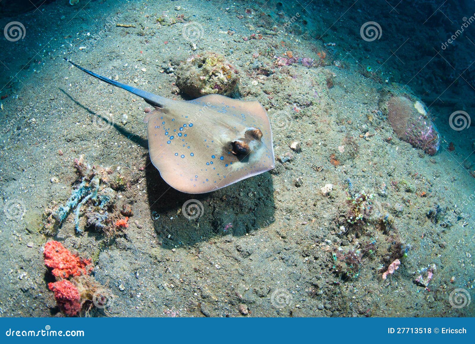 Blue spotted stingray stock photo. Image of pacific, lymna - 27713518